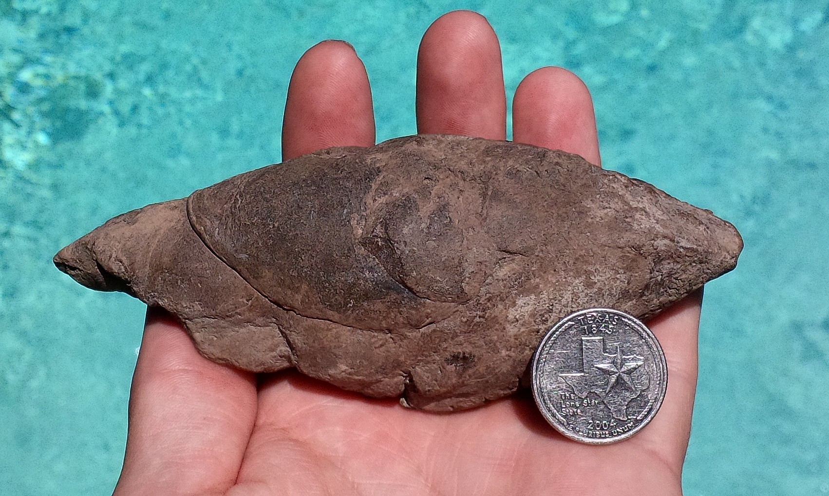 Some Invertebrates From The Sulphur River...ne Texas - Fossil ID - The ...