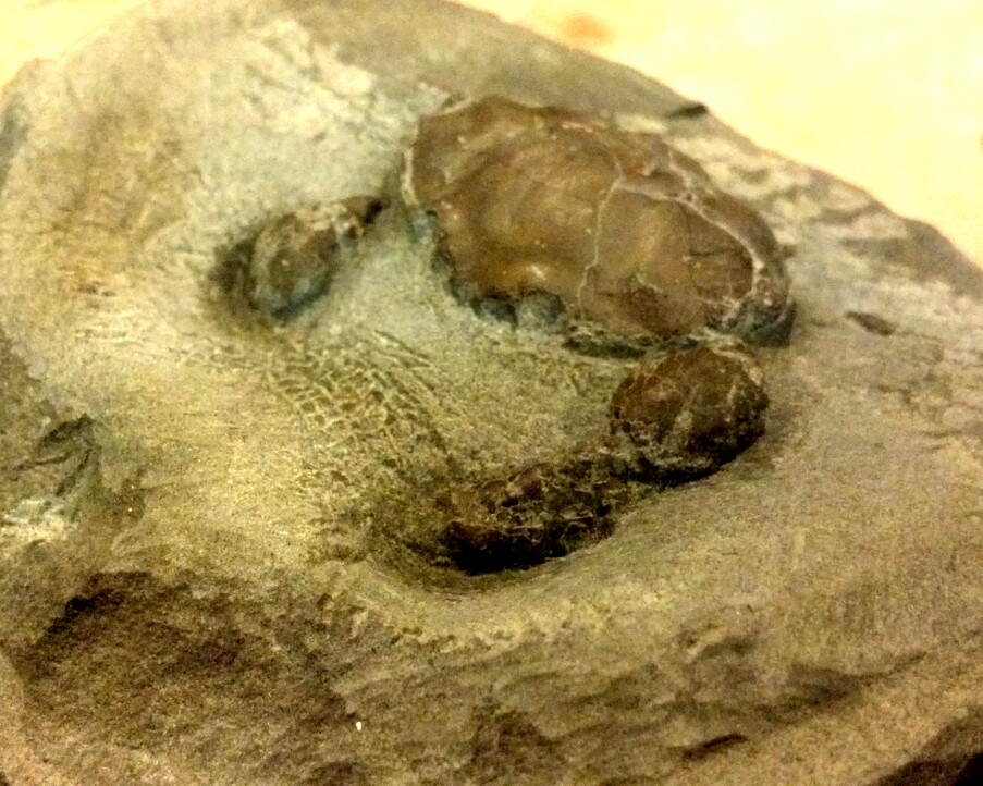I Just Finished My First Crab Prep. - Fossil Preparation - The Fossil Forum