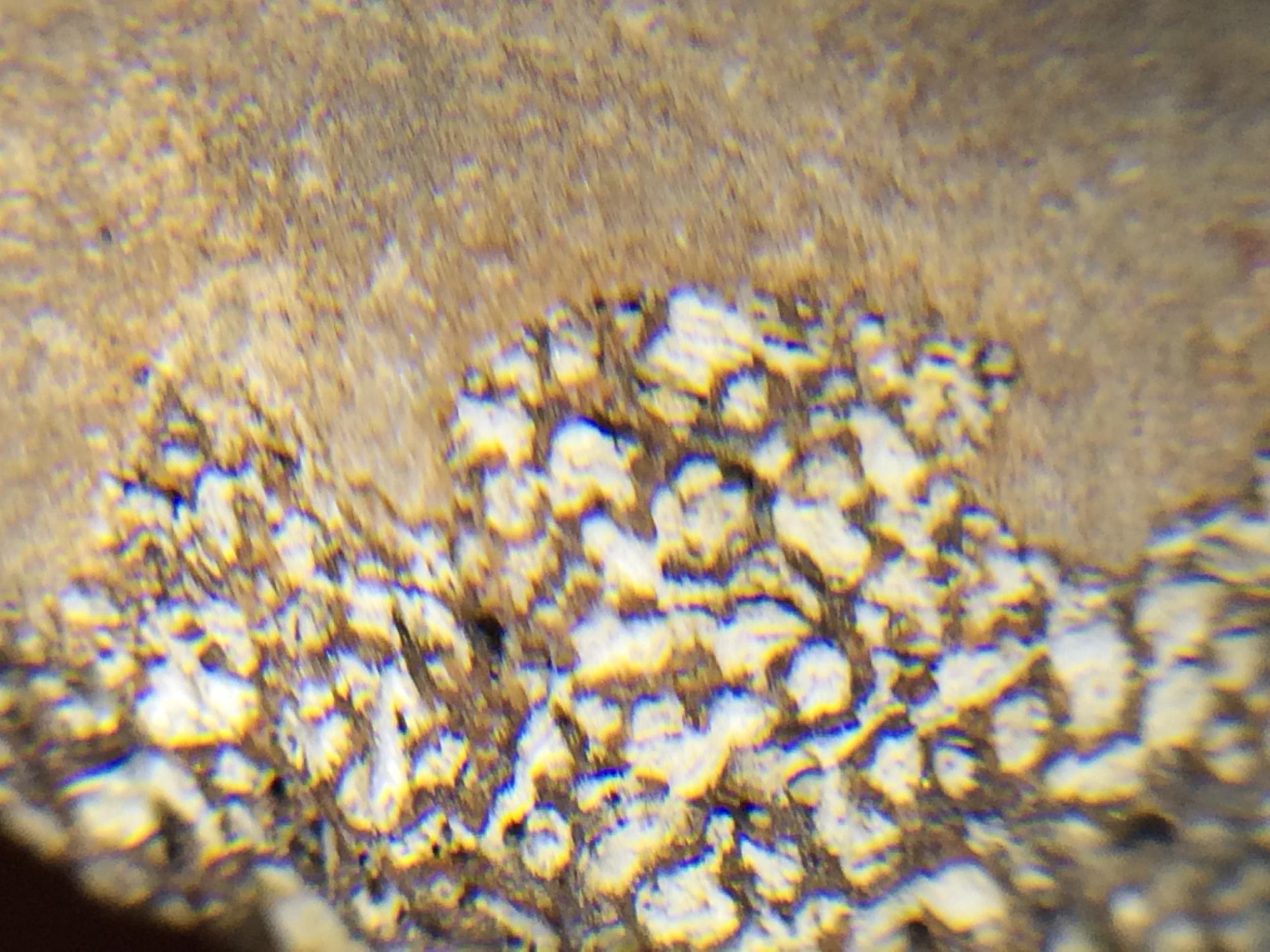 North Dallas Unknown - Fossil ID - The Fossil Forum