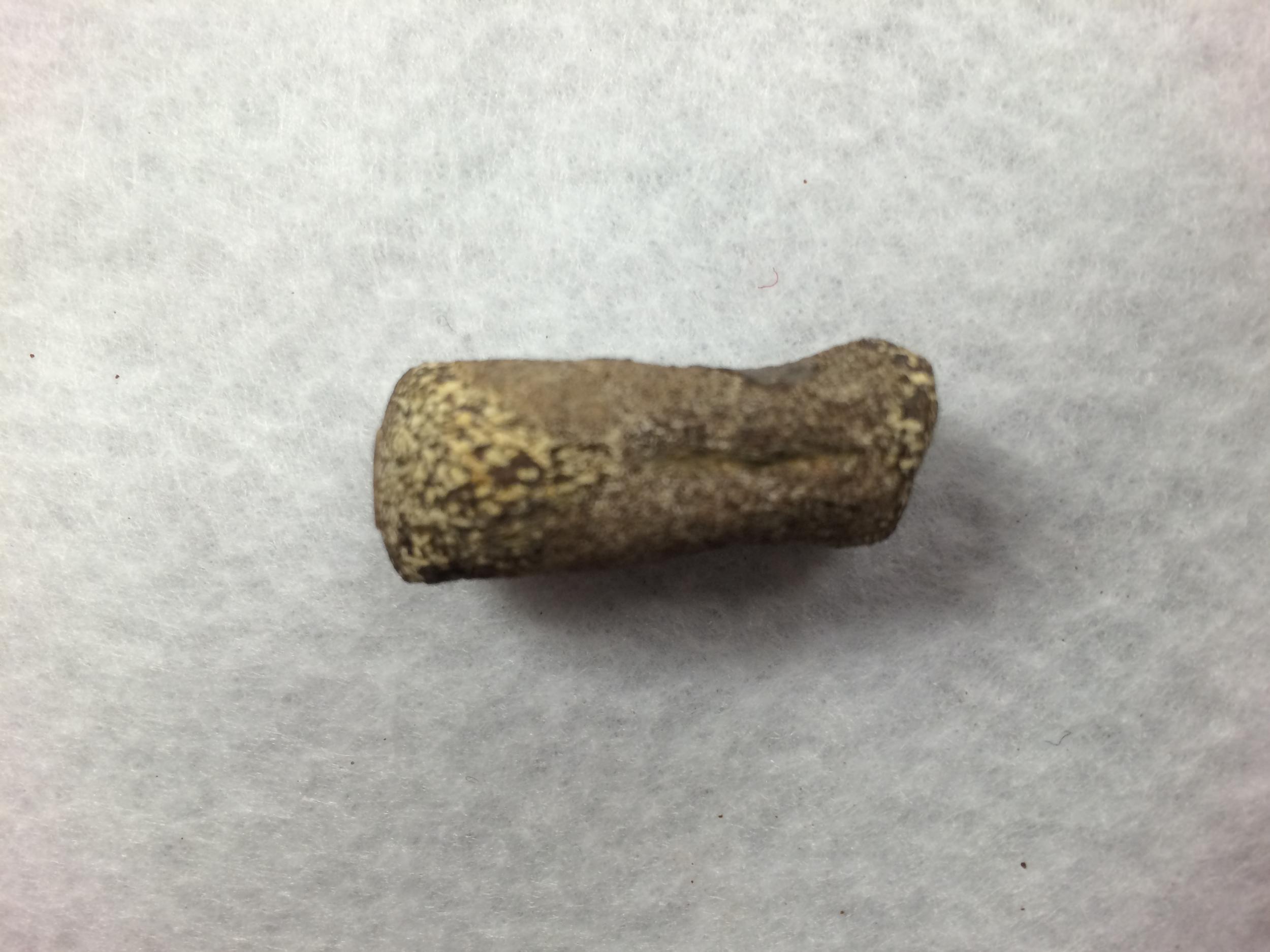 North Dallas Unknown - Fossil ID - The Fossil Forum