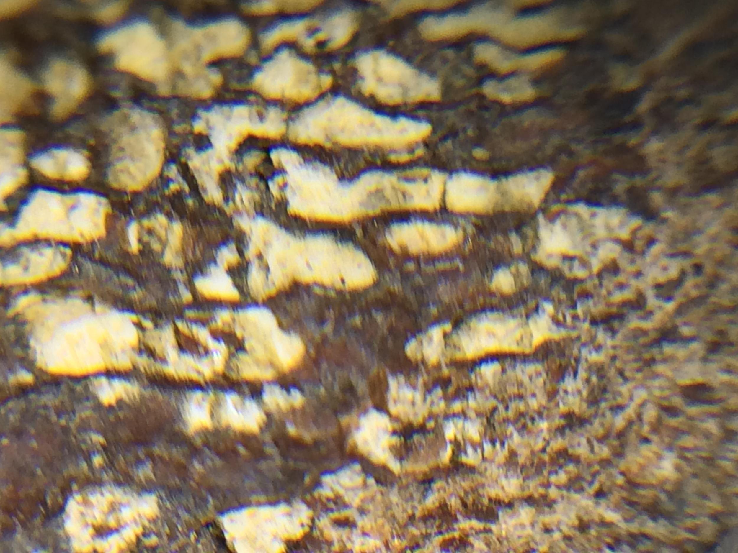 North Dallas Unknown - Fossil ID - The Fossil Forum