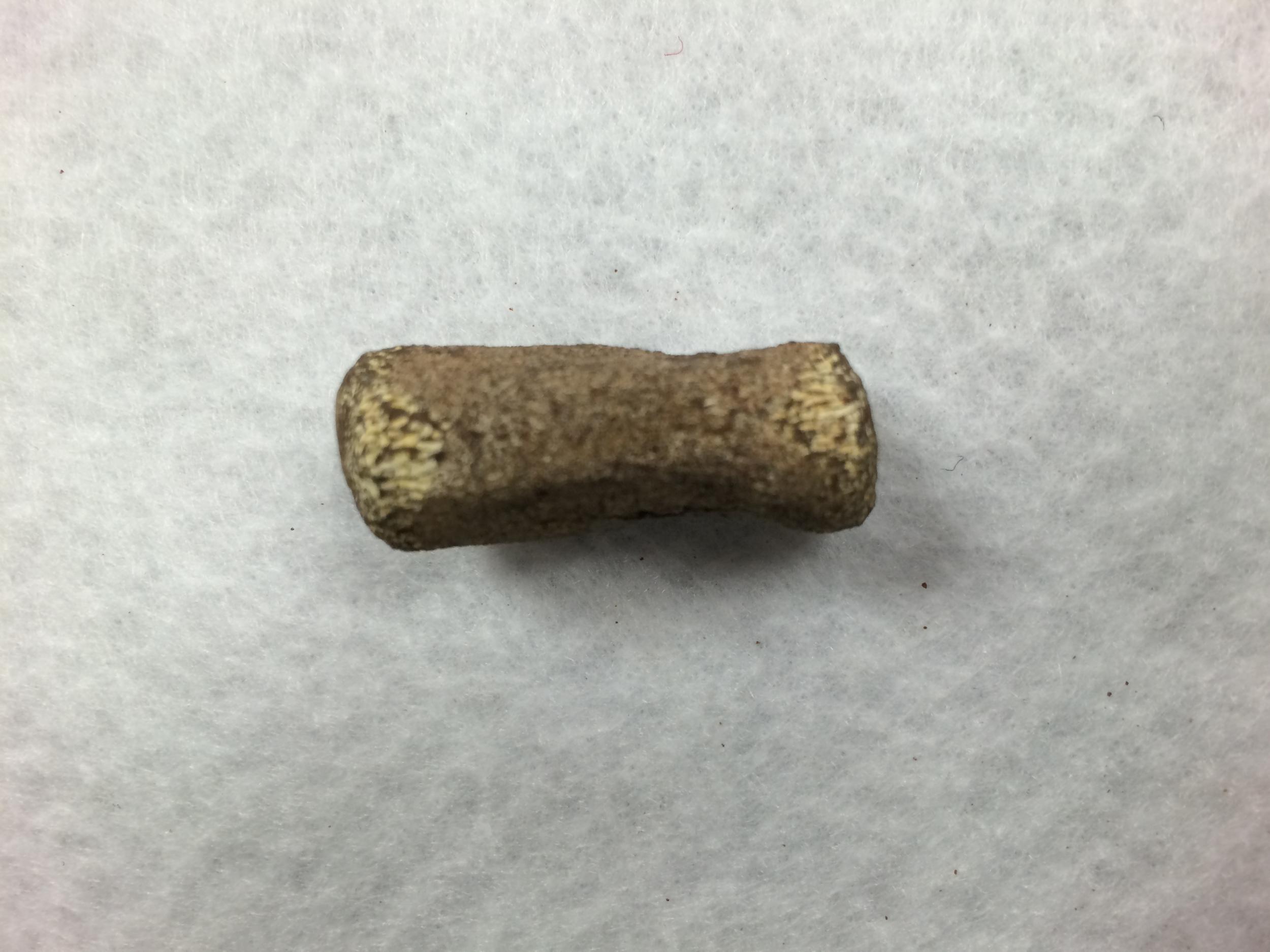North Dallas Unknown - Fossil ID - The Fossil Forum