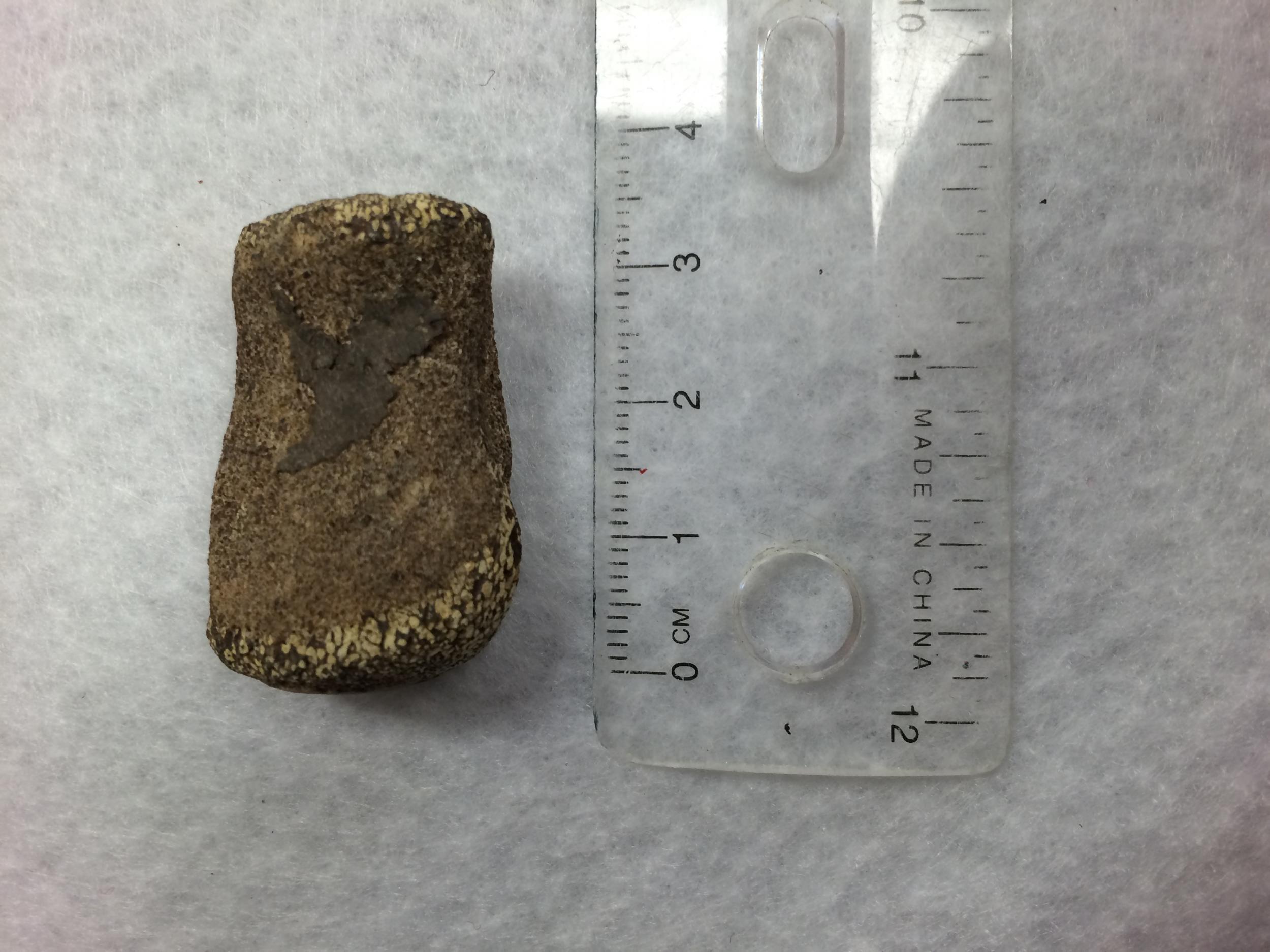 North Dallas Unknown - Fossil ID - The Fossil Forum