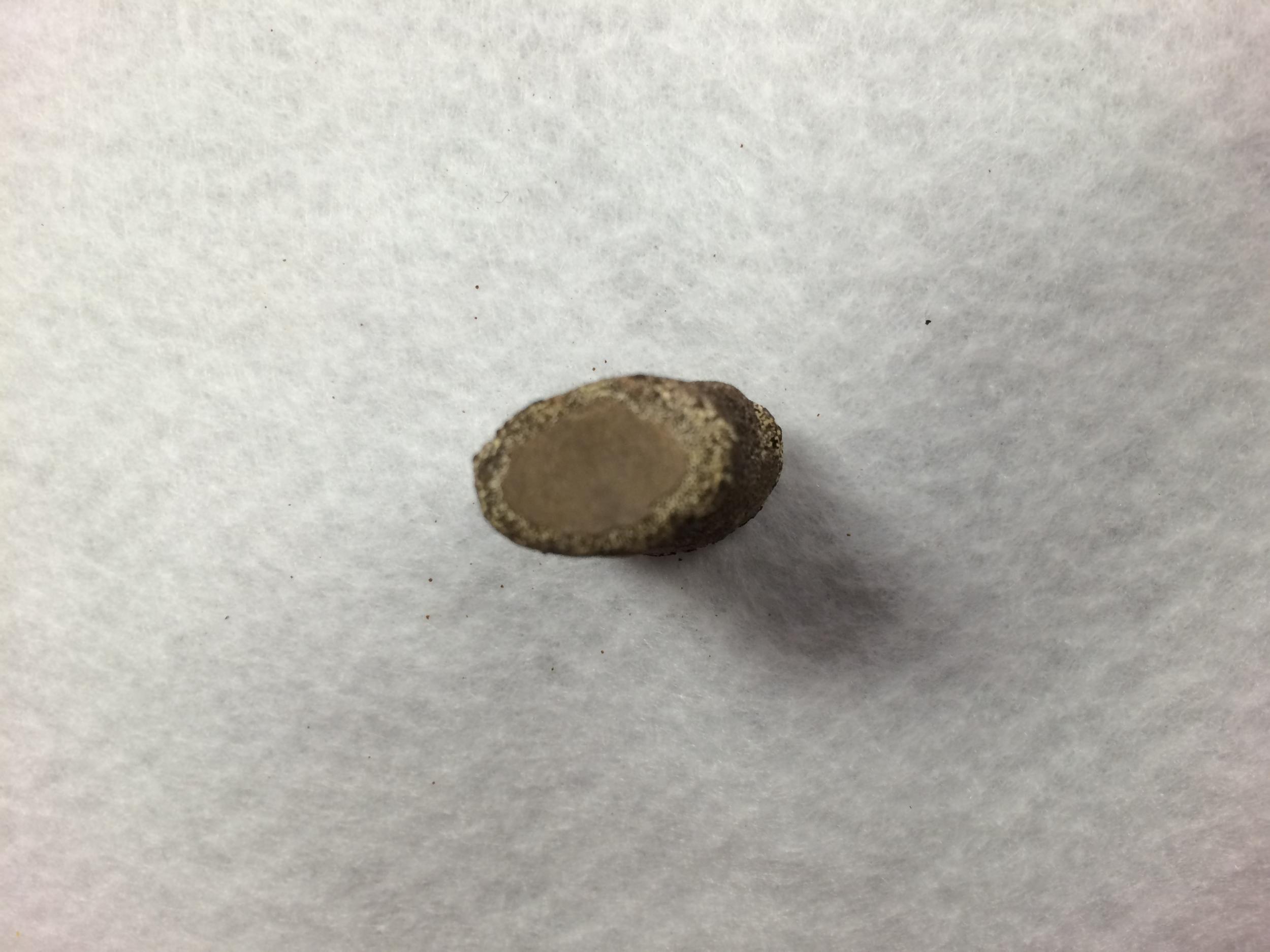 North Dallas Unknown - Fossil ID - The Fossil Forum