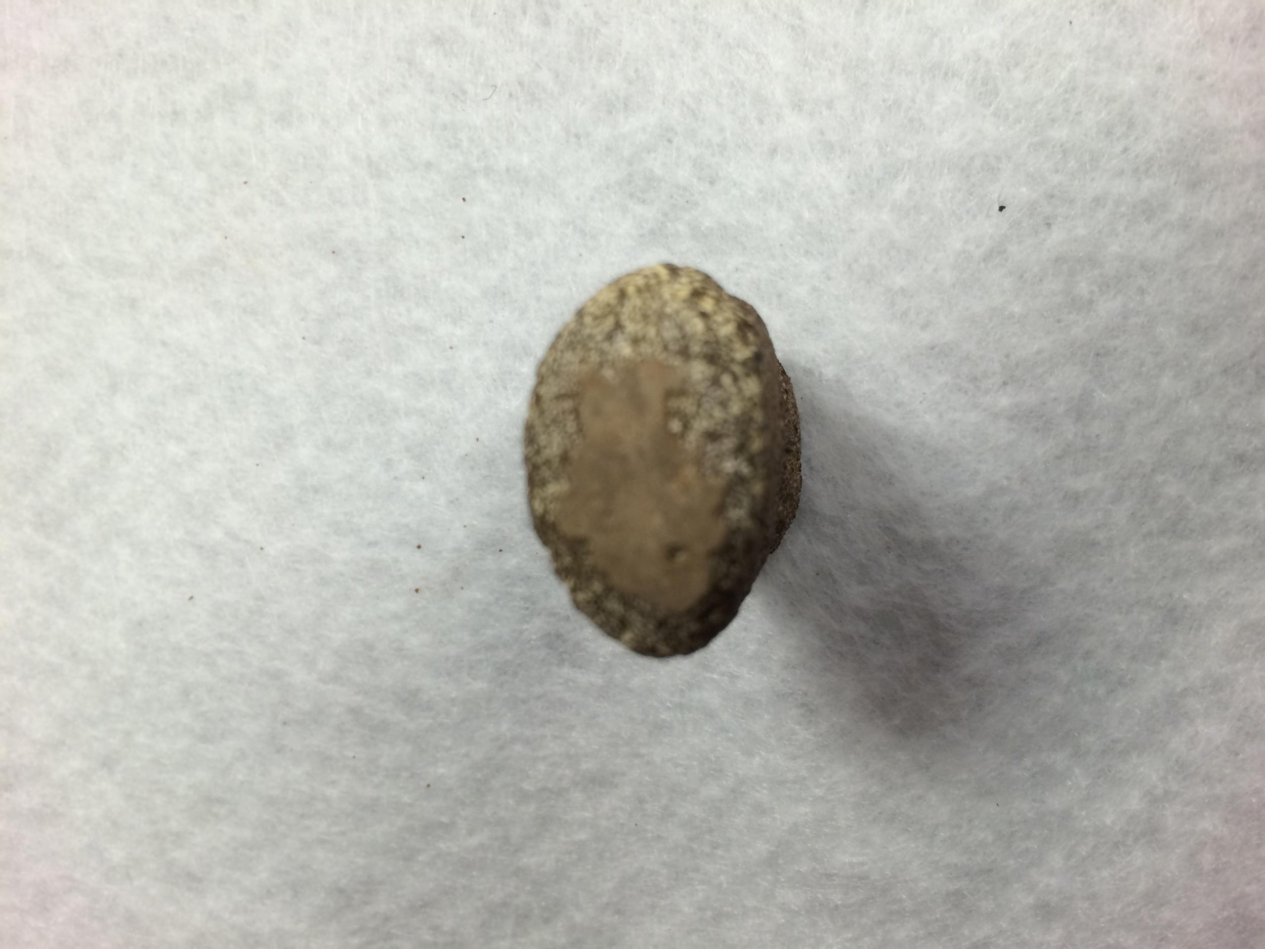 North Dallas Unknown - Fossil ID - The Fossil Forum