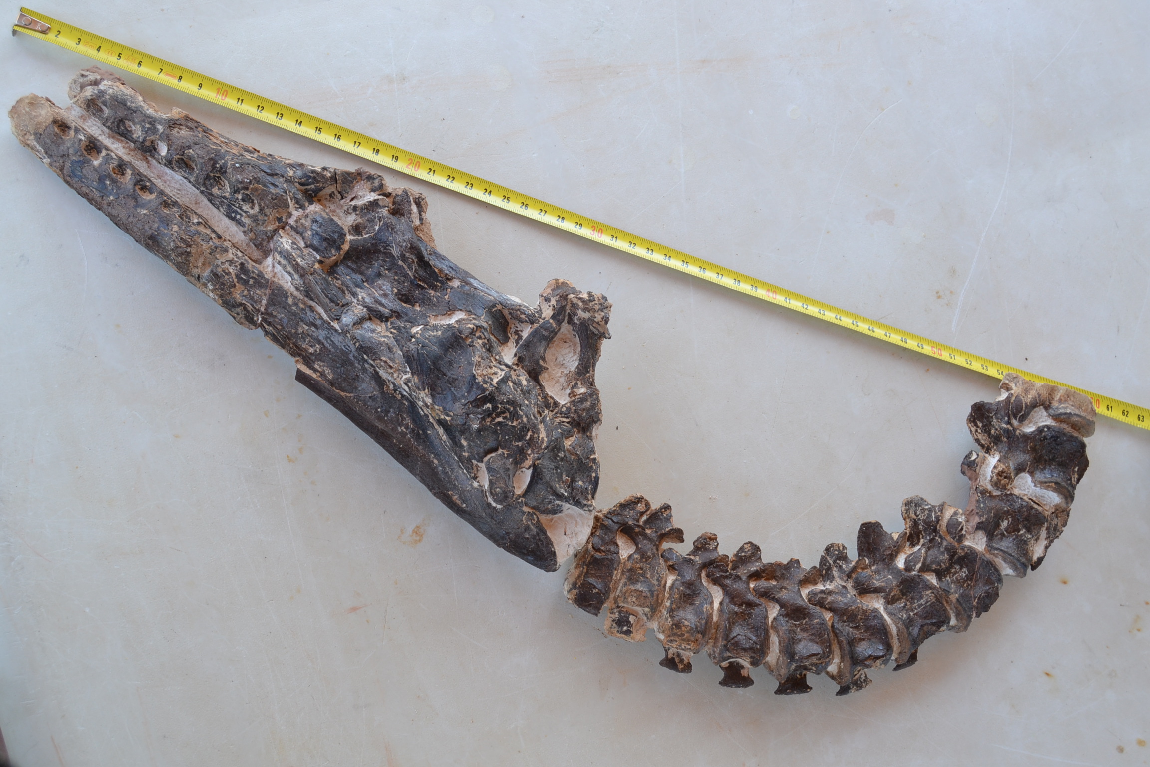 Pliosaurus Skull - Is It Real? How to Recognize Fossil Fabrications ...