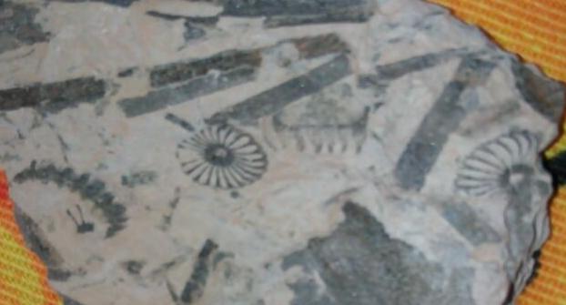 Equisetites Lateralis Or Equisetum Laterale? - Fossil ID - The Fossil Forum