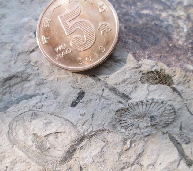 Equisetites Lateralis Or Equisetum Laterale? - Fossil ID - The Fossil Forum