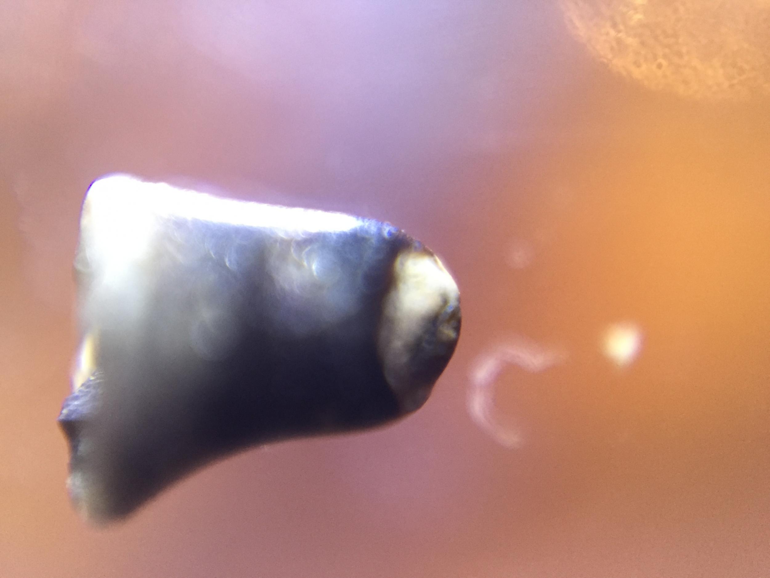 Id: Cretaceous Marine Microfossils (Teeth) - Fossil ID - The Fossil Forum