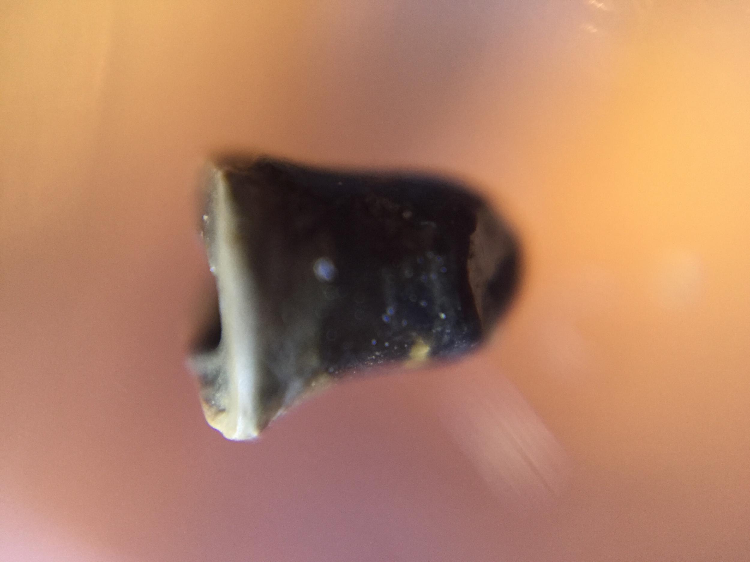 Id: Cretaceous Marine Microfossils (Teeth) - Fossil ID - The Fossil Forum