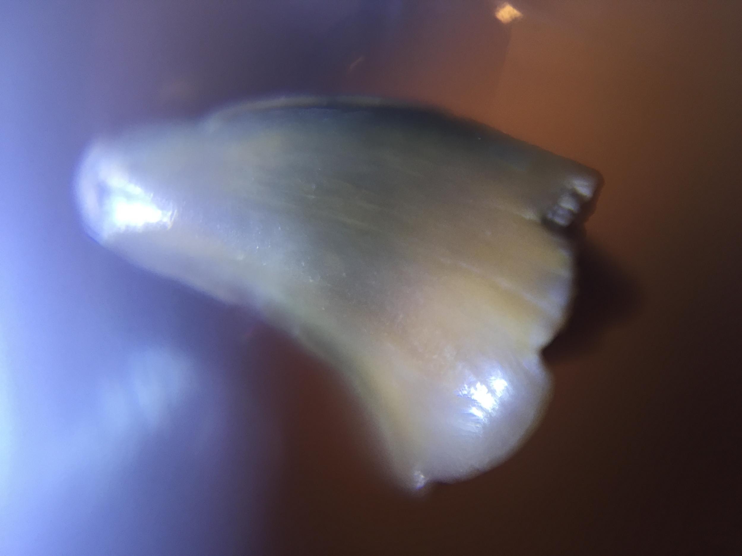 Id: Cretaceous Marine Microfossils (Teeth) - Fossil ID - The Fossil Forum