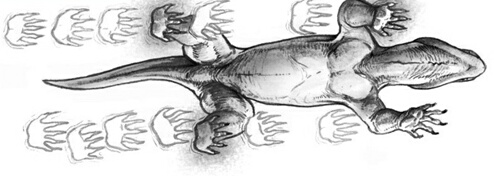 Track In Sandstone - Fossil ID - The Fossil Forum