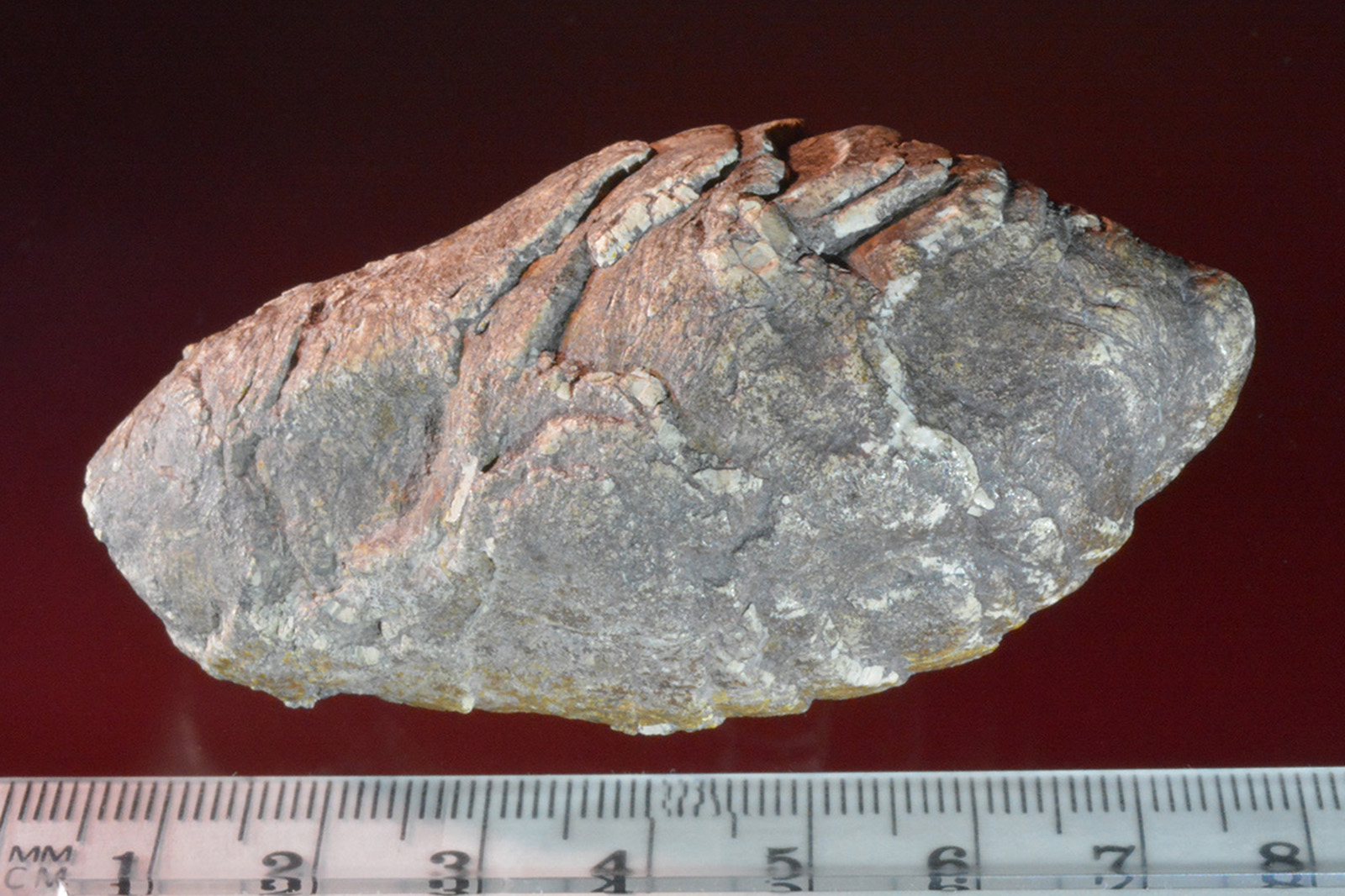 Fossil Seed Pod! - Fossil ID - The Fossil Forum
