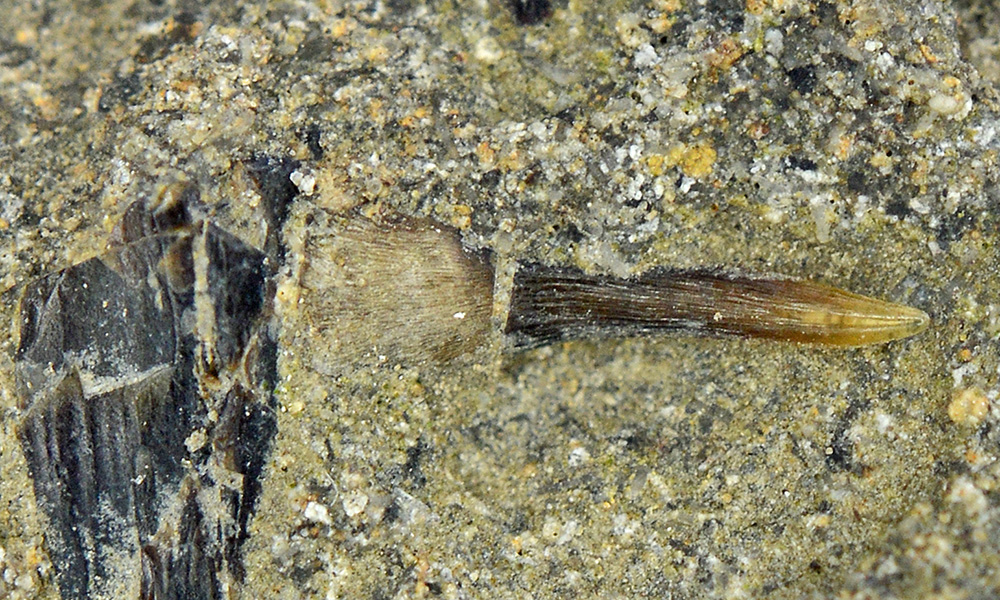 Texas Cretaceous Fish Teeth - Fossil ID - The Fossil Forum