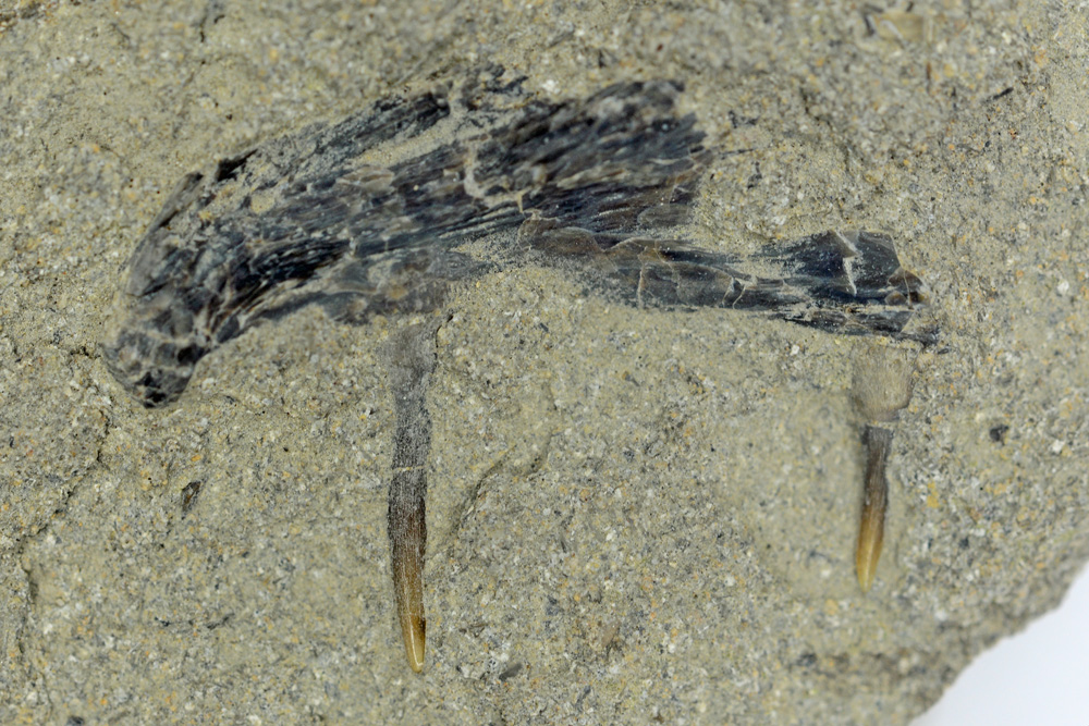Texas Cretaceous Fish Teeth - Fossil ID - The Fossil Forum