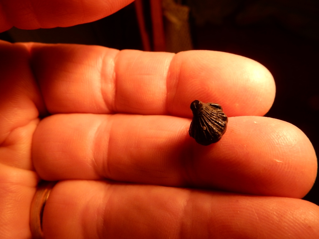 Shark Dermal Denticle - Fossil ID - The Fossil Forum