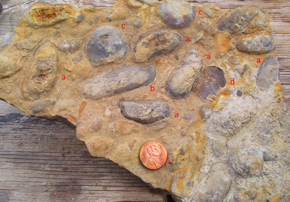 Jim's Trips - Fossil Hunting Trips - The Fossil Forum
