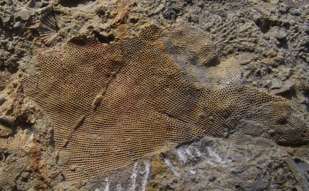 Jim's Trips - Fossil Hunting Trips - The Fossil Forum