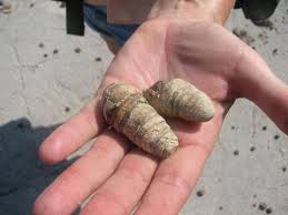 Fossil Seed Pod! - Fossil ID - The Fossil Forum