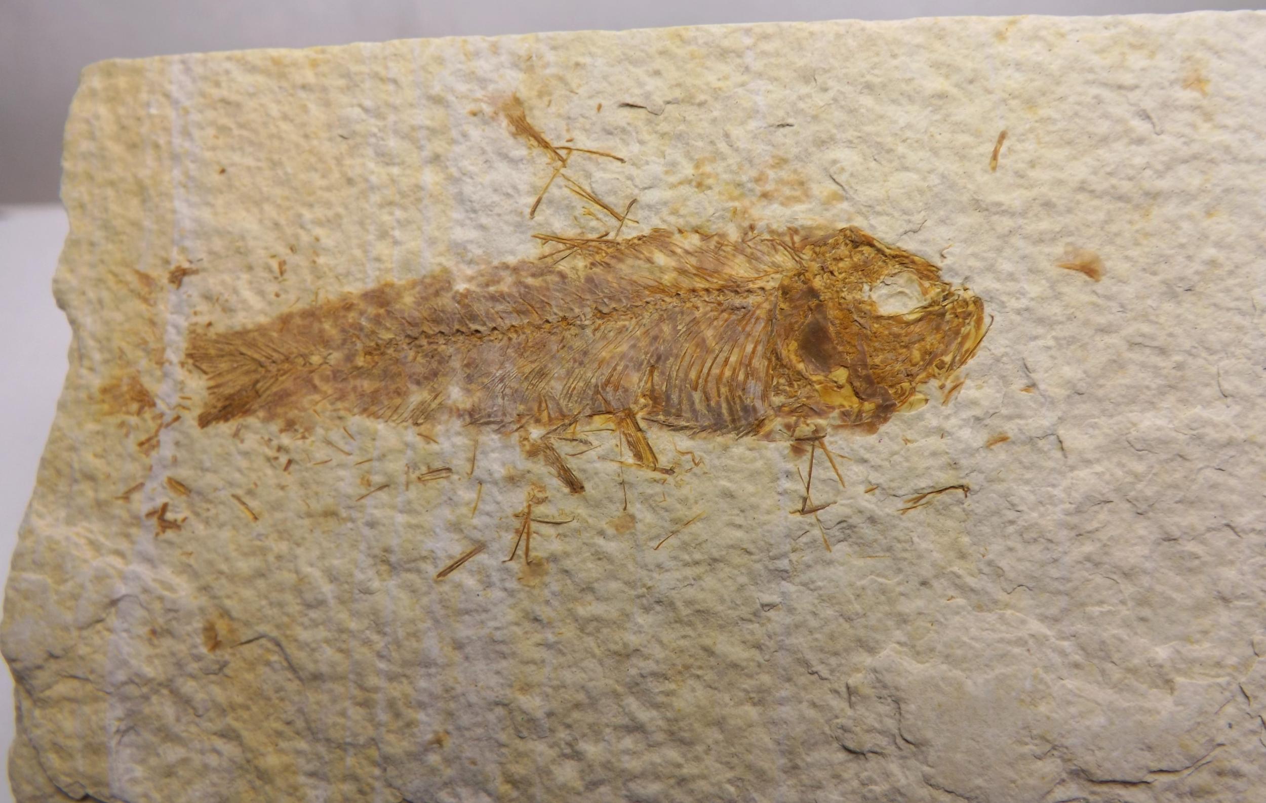 Italian Fish - Fossil ID - The Fossil Forum