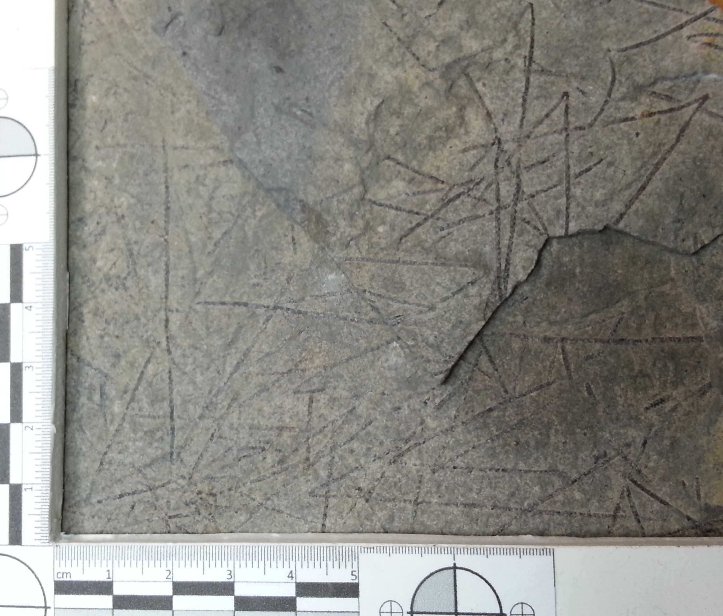 Shell among graptolites - Fossil ID - The Fossil Forum