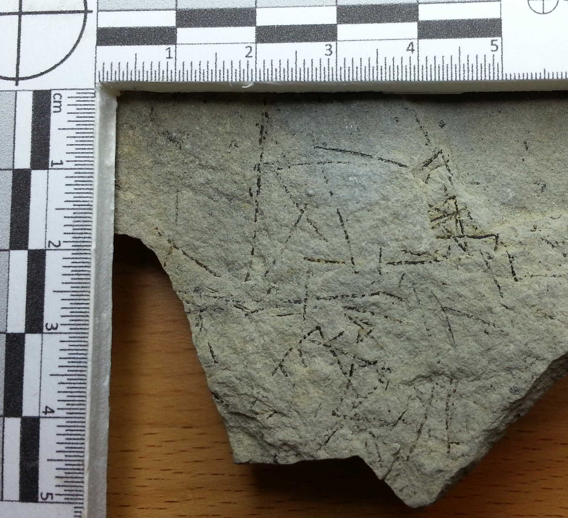 Shell among graptolites - Fossil ID - The Fossil Forum