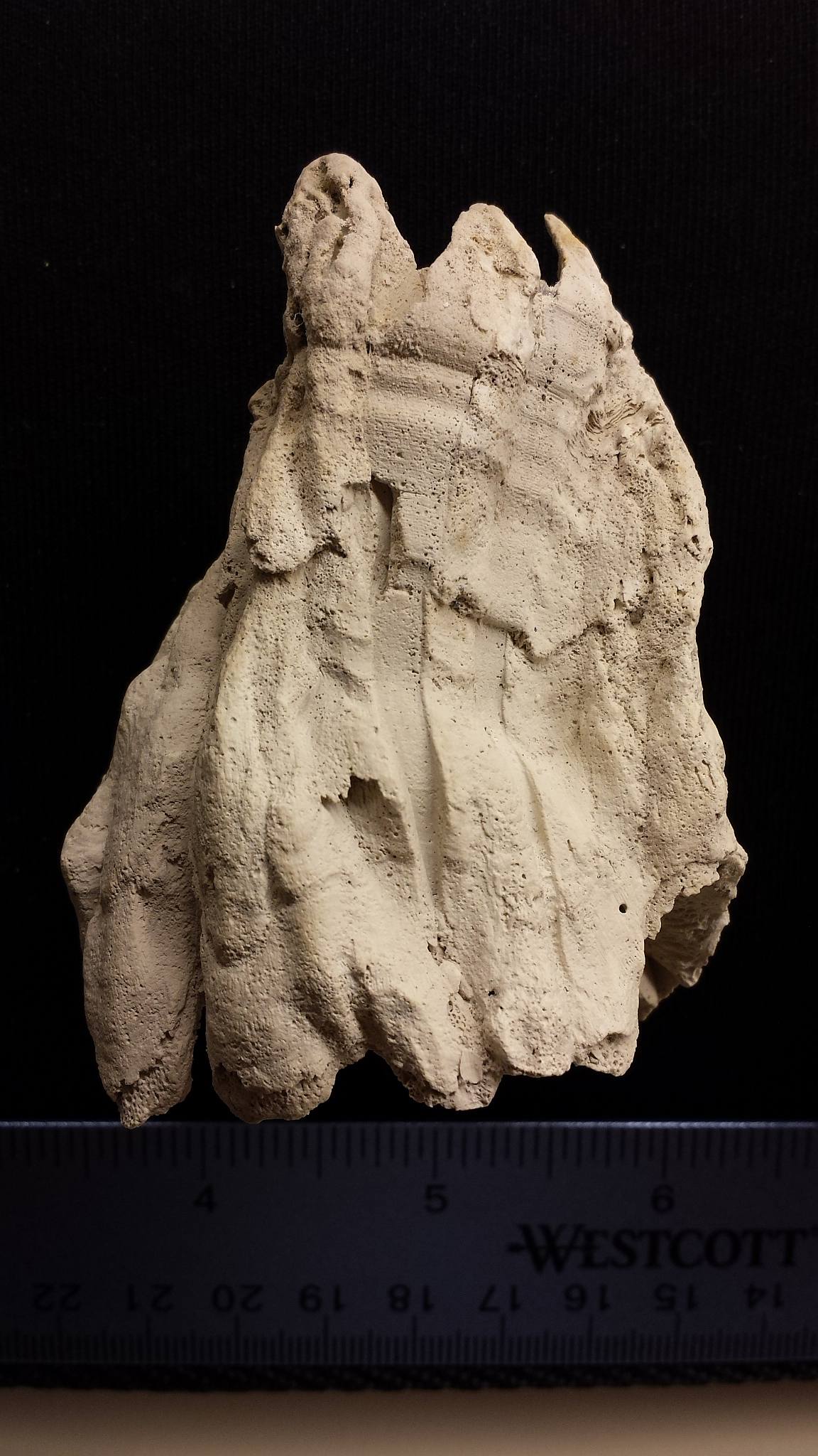 Plantguys recent meanderings - Fossil Hunting Trips - The Fossil Forum