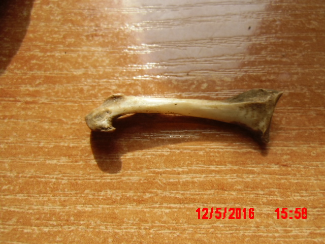 Bird bone? - Fossil ID - The Fossil Forum