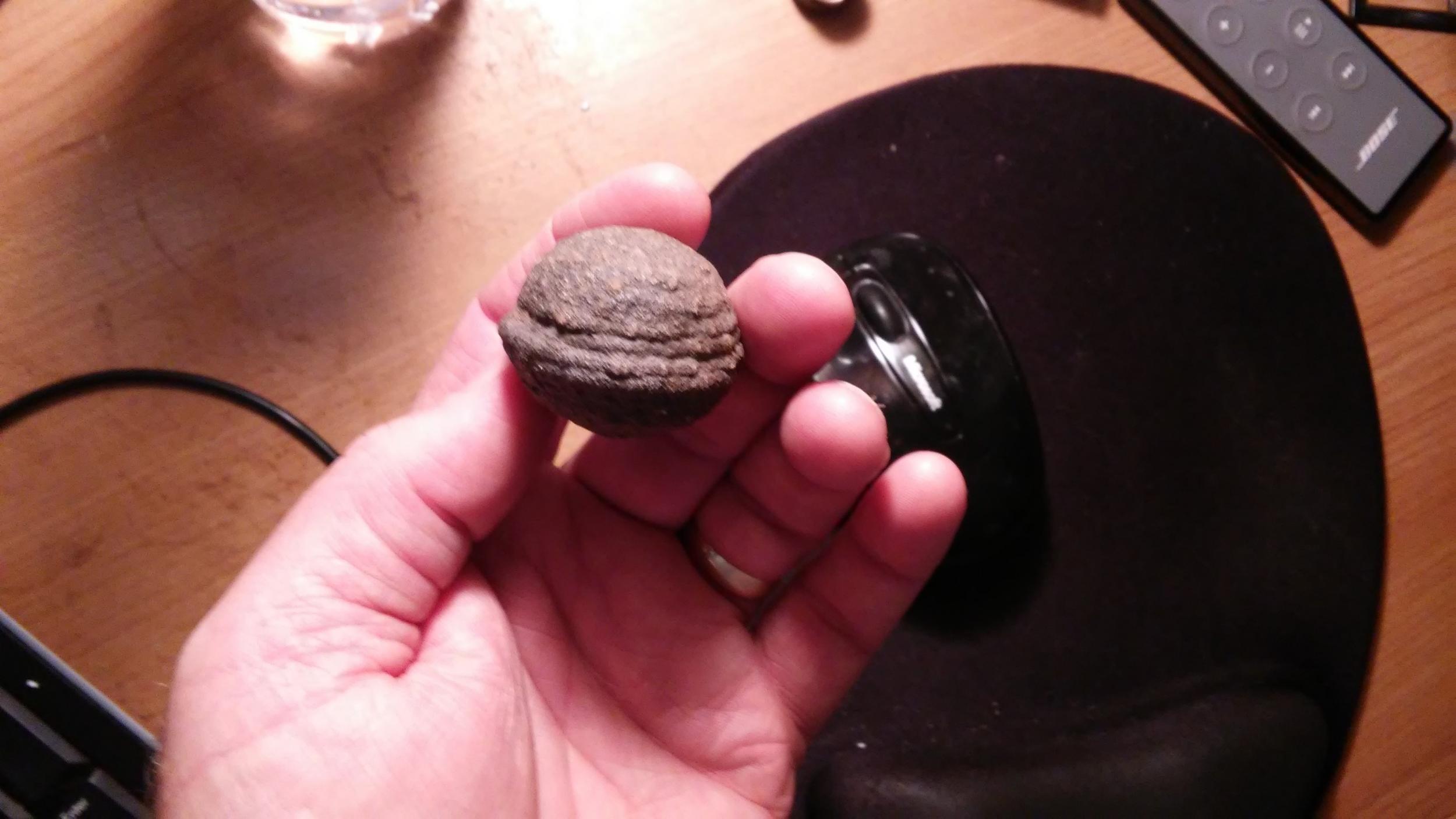 Scrat's Acorn? - Fossil ID - The Fossil Forum