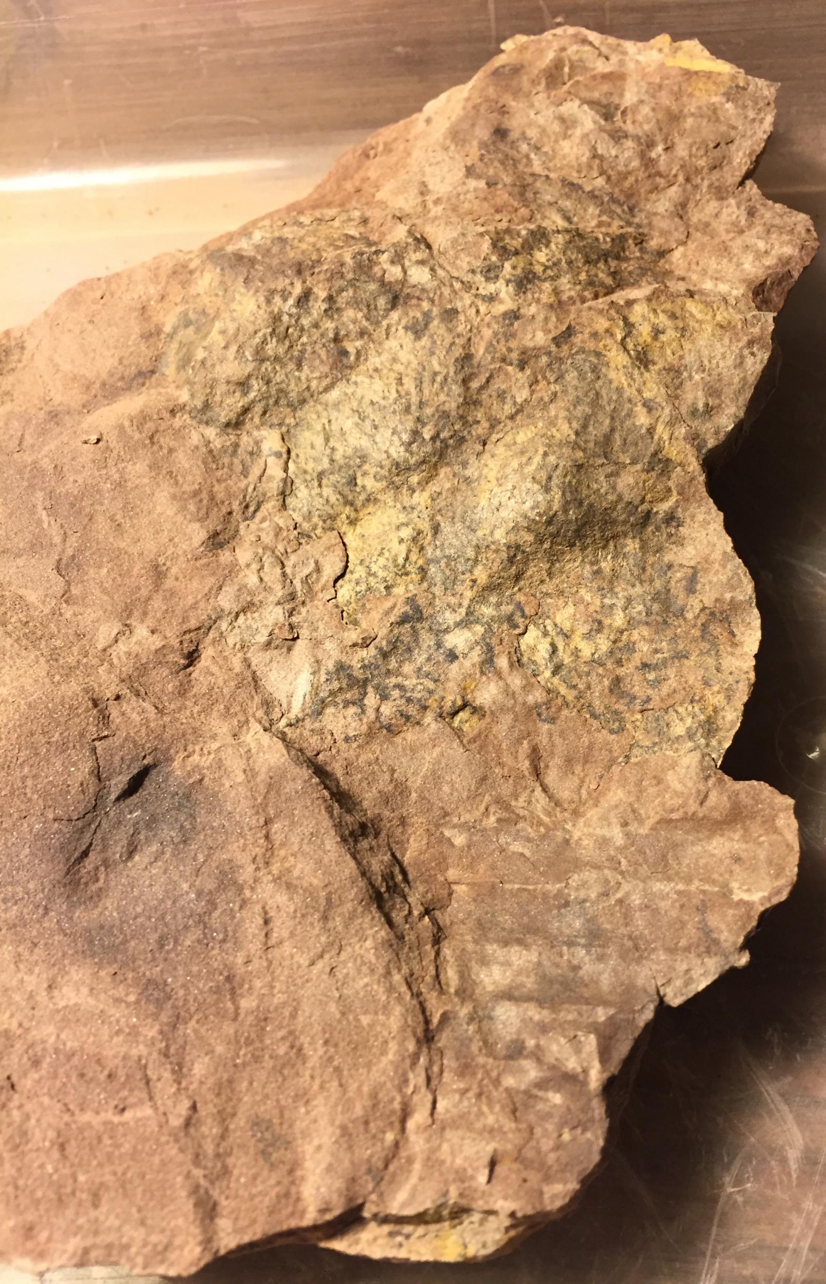Triassic Plant Segment - Fossil ID - The Fossil Forum