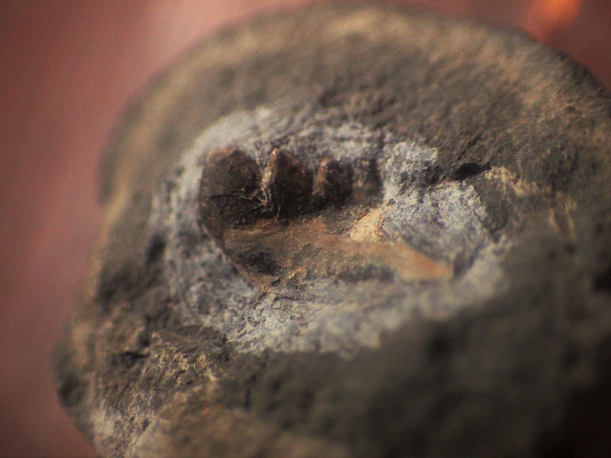 Lungfish tooth plate? - Fossil ID - The Fossil Forum