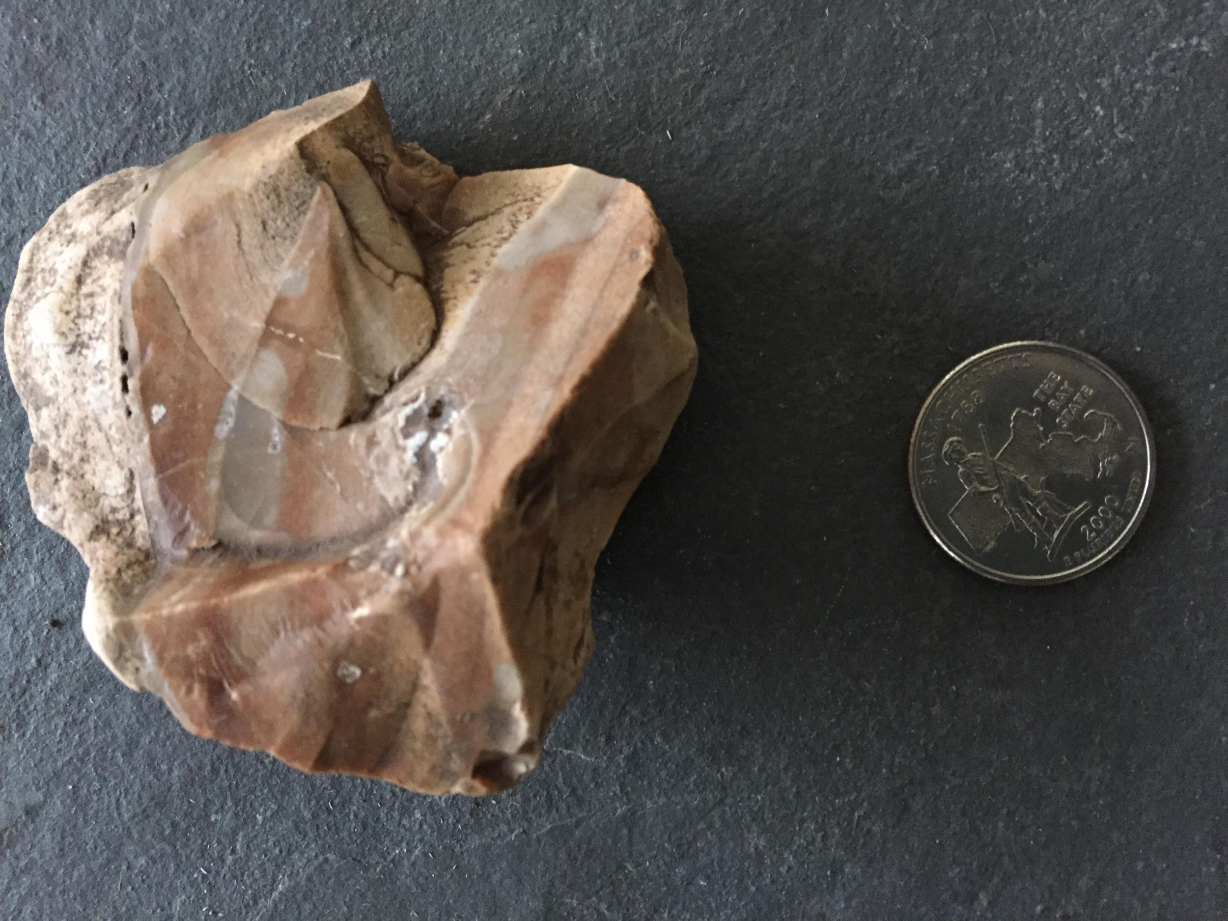 Found in Wisconsin - Fossil ID - The Fossil Forum
