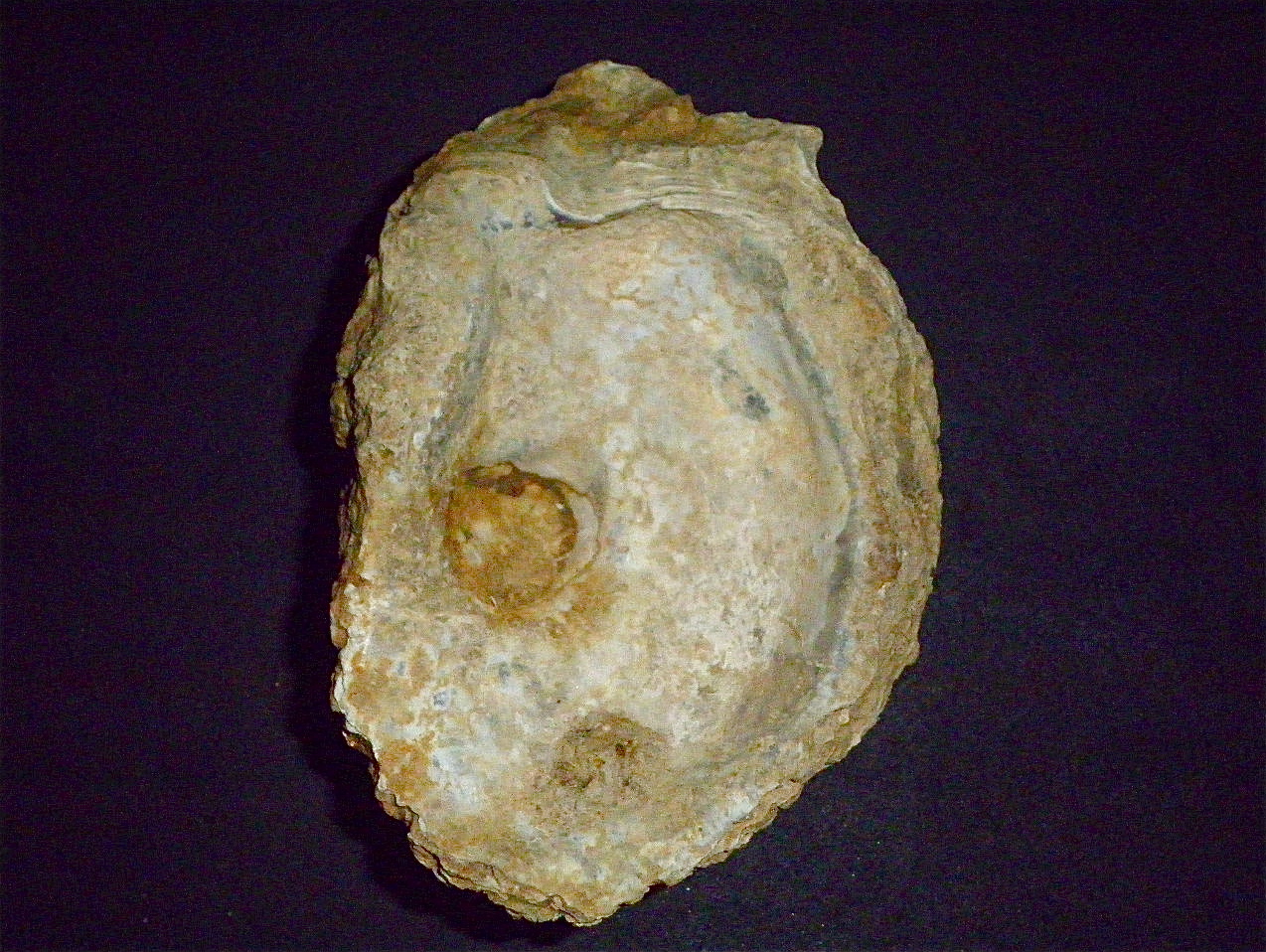 South Texas Upper Cretaceous Bivalve - Fossil ID - The Fossil Forum