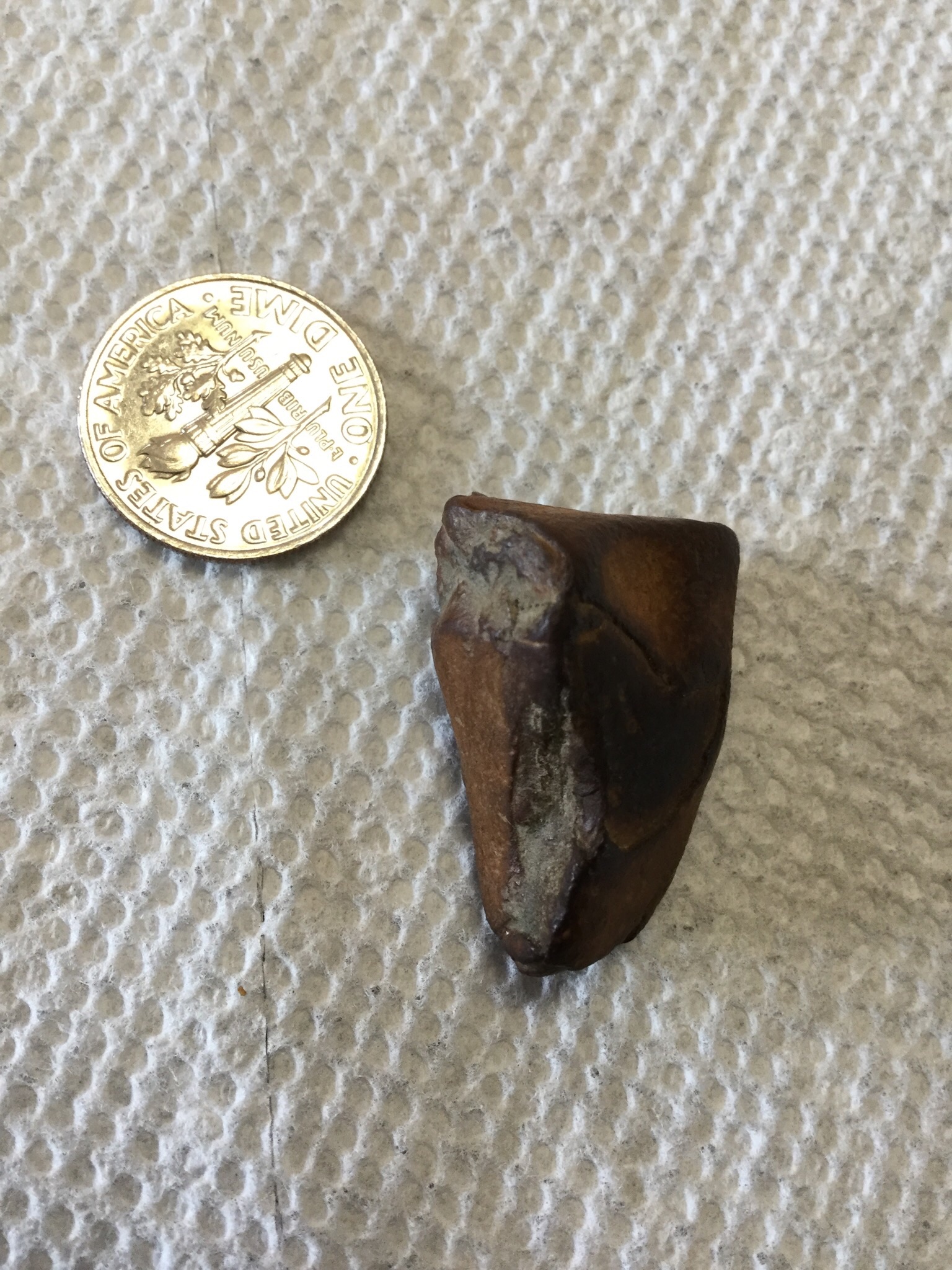 Tooth - Claw-Stone - Fossil ID - The Fossil Forum