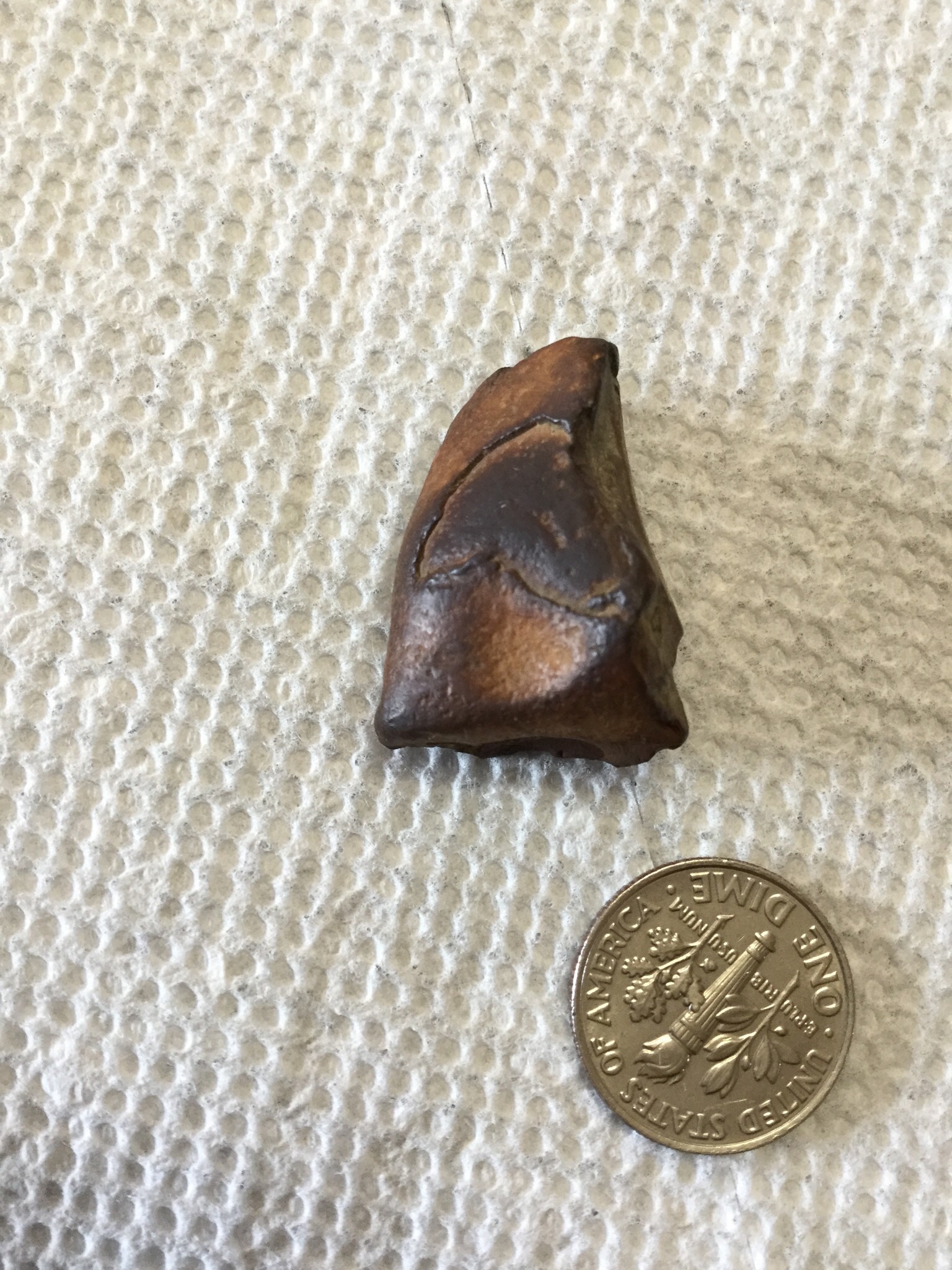 Tooth - Claw-Stone - Fossil ID - The Fossil Forum