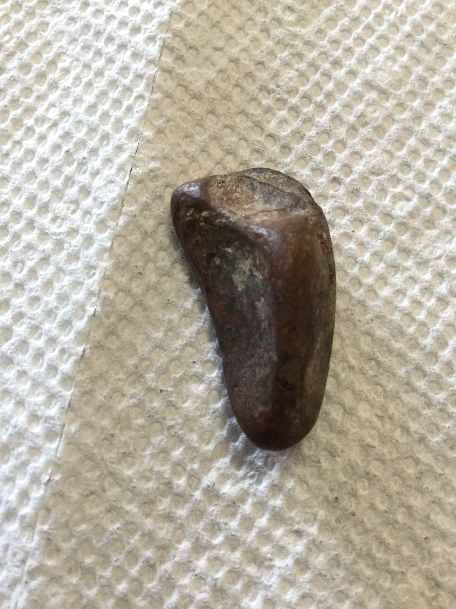 Tooth - Claw-Stone - Fossil ID - The Fossil Forum