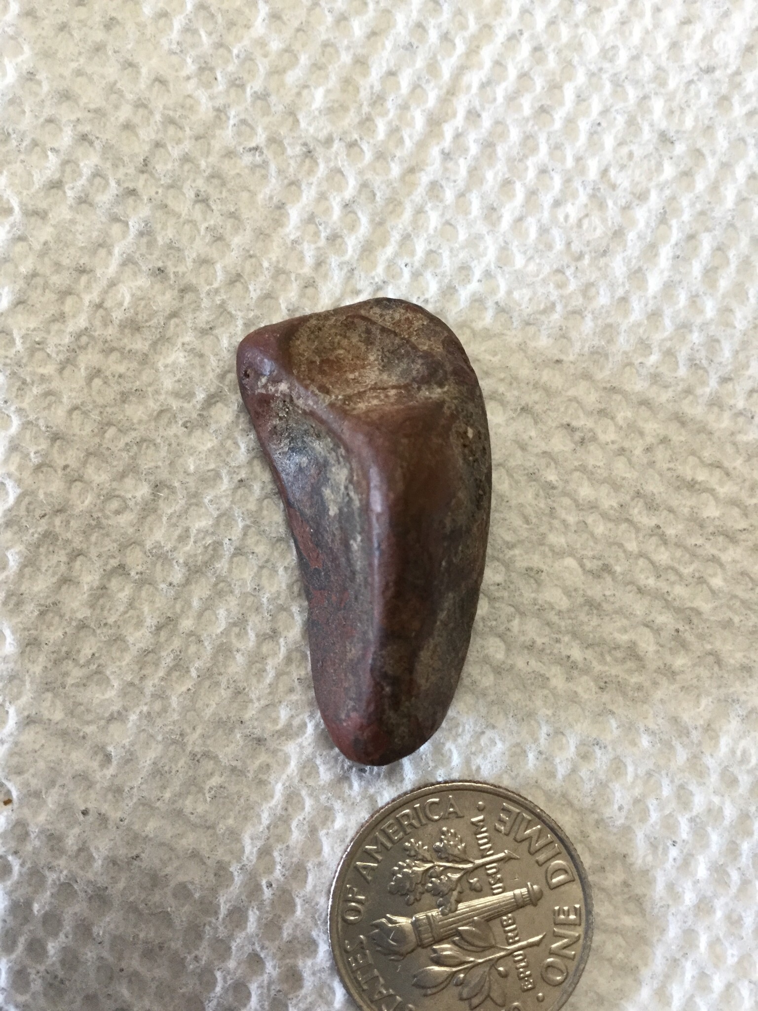 Tooth - Claw-Stone - Fossil ID - The Fossil Forum