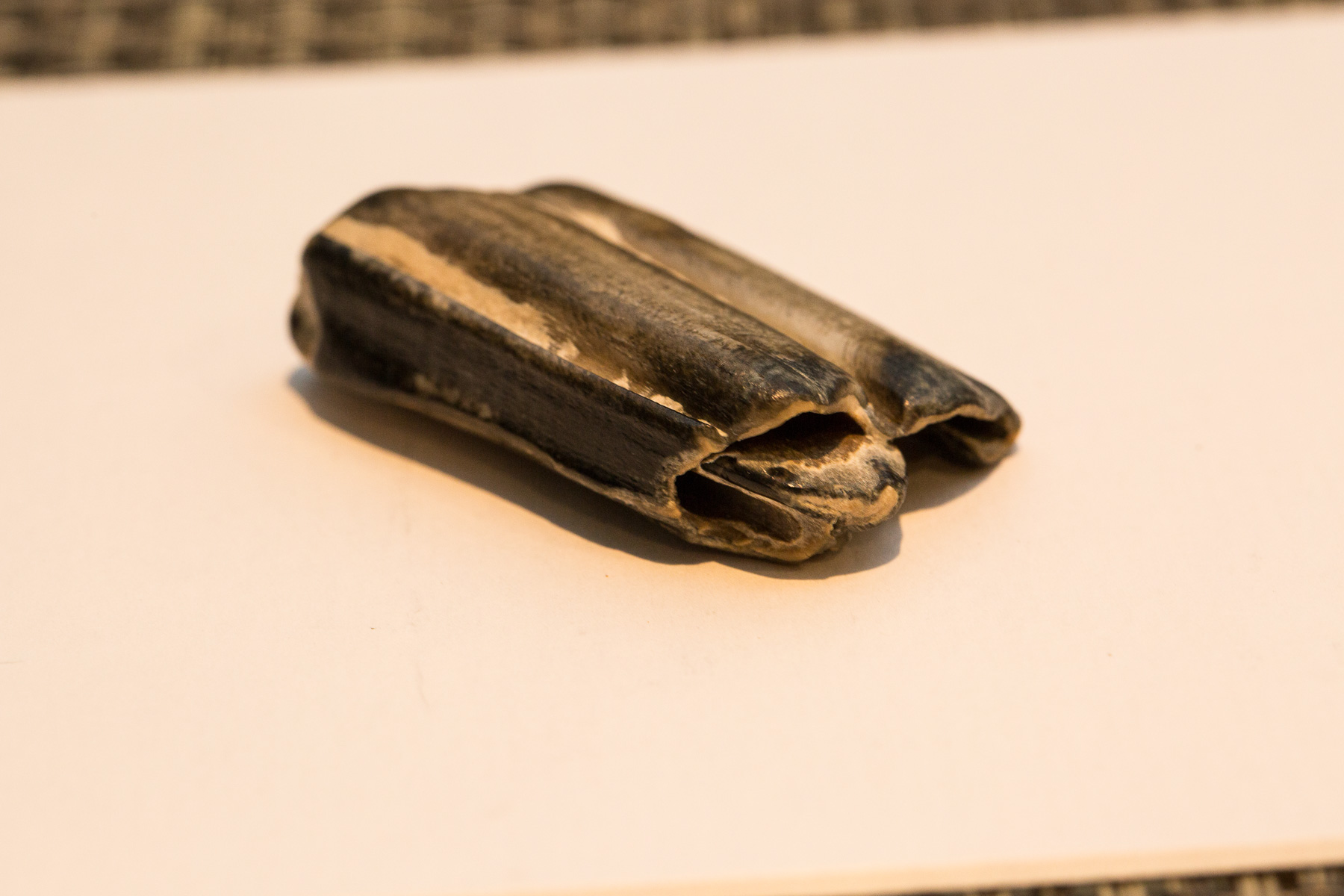Possible mammal tooth from Australia? - Fossil ID - The Fossil Forum