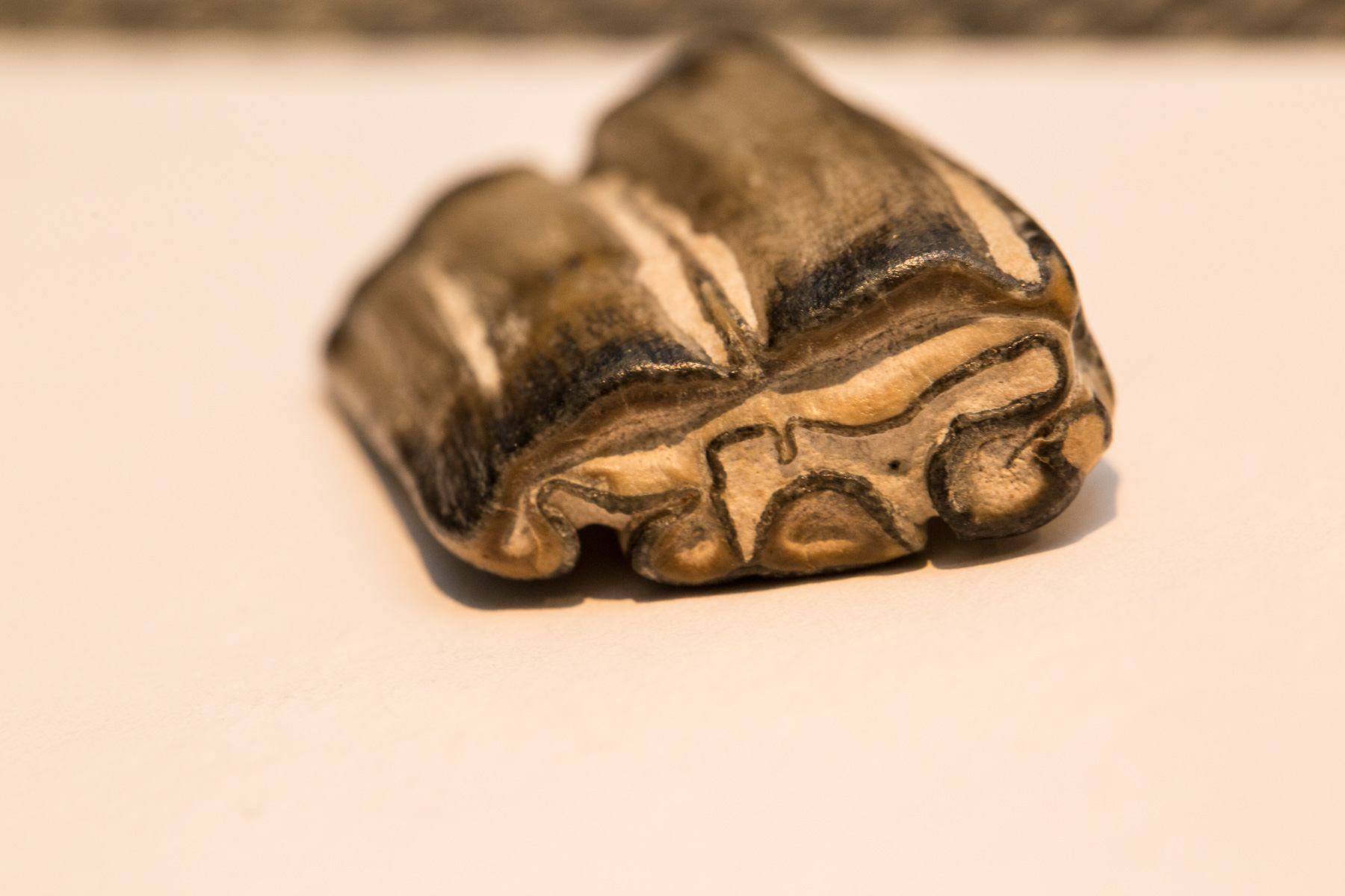 Possible mammal tooth from Australia? - Fossil ID - The Fossil Forum