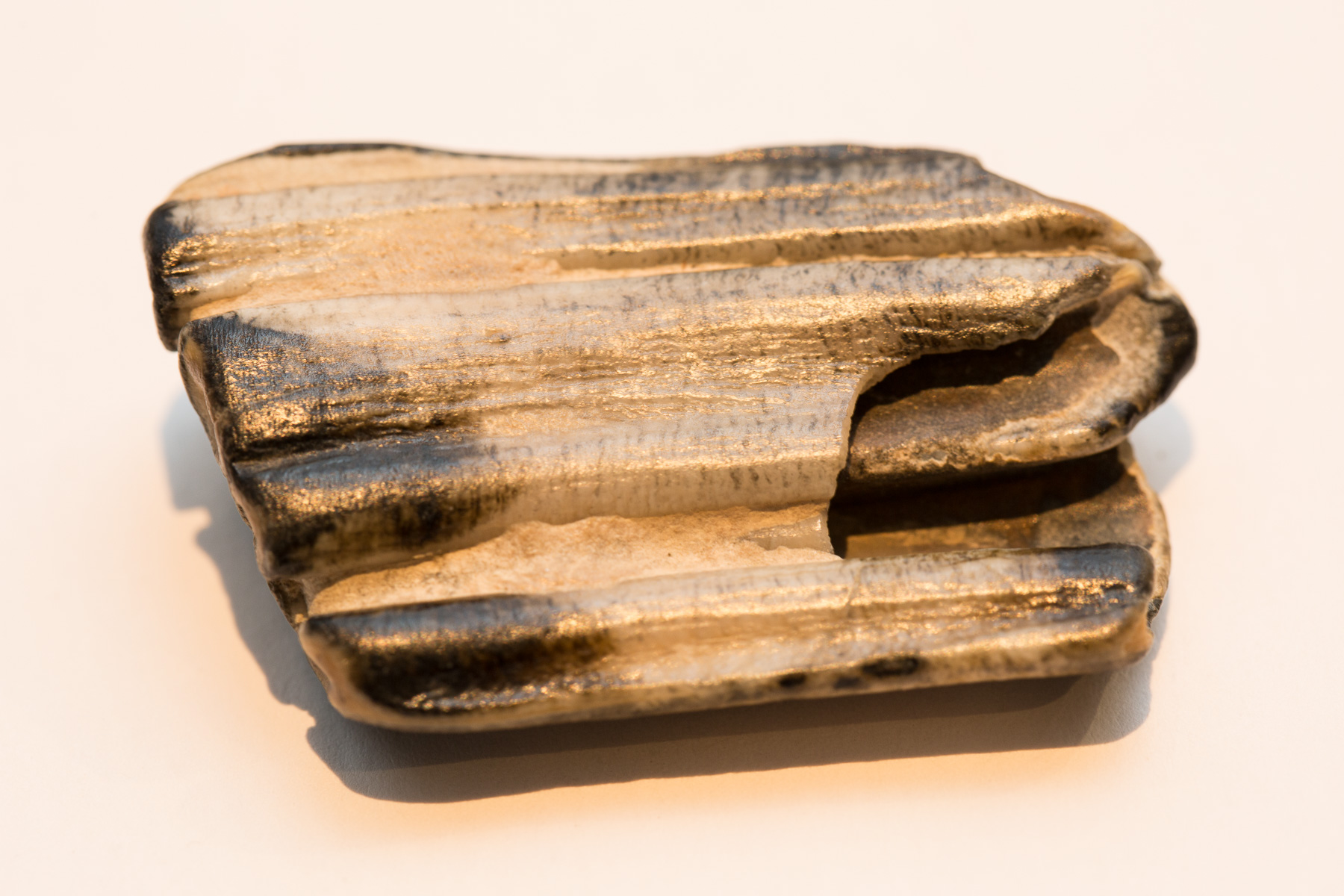 Possible mammal tooth from Australia? - Fossil ID - The Fossil Forum