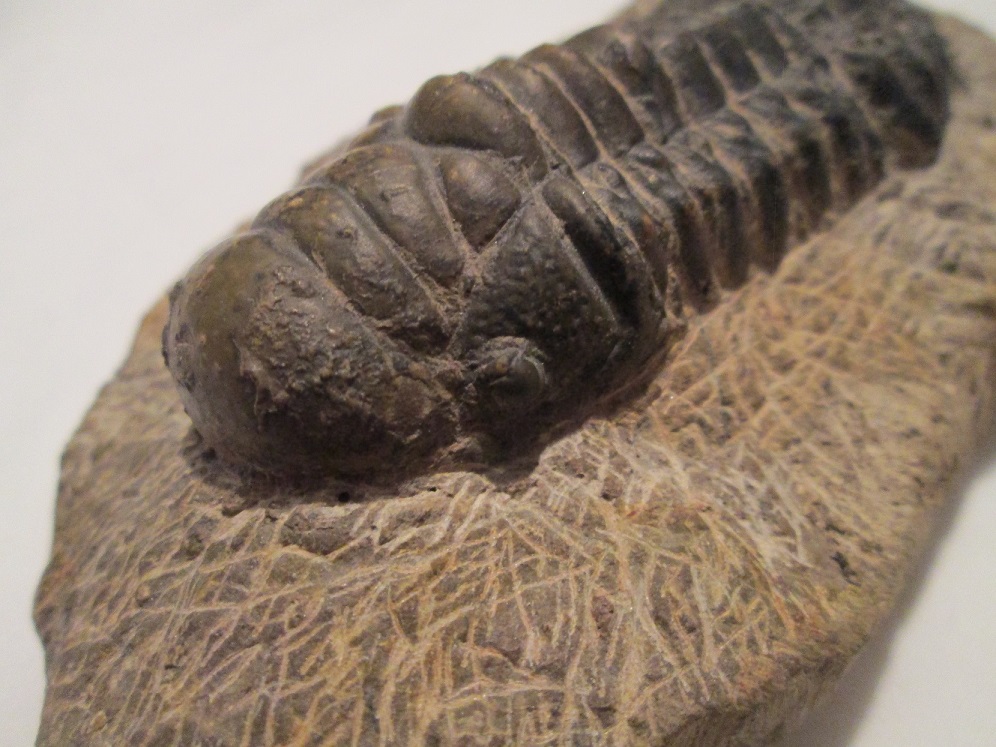 real fossils? - Is It Real? How to Recognize Fossil Fabrications - The ...