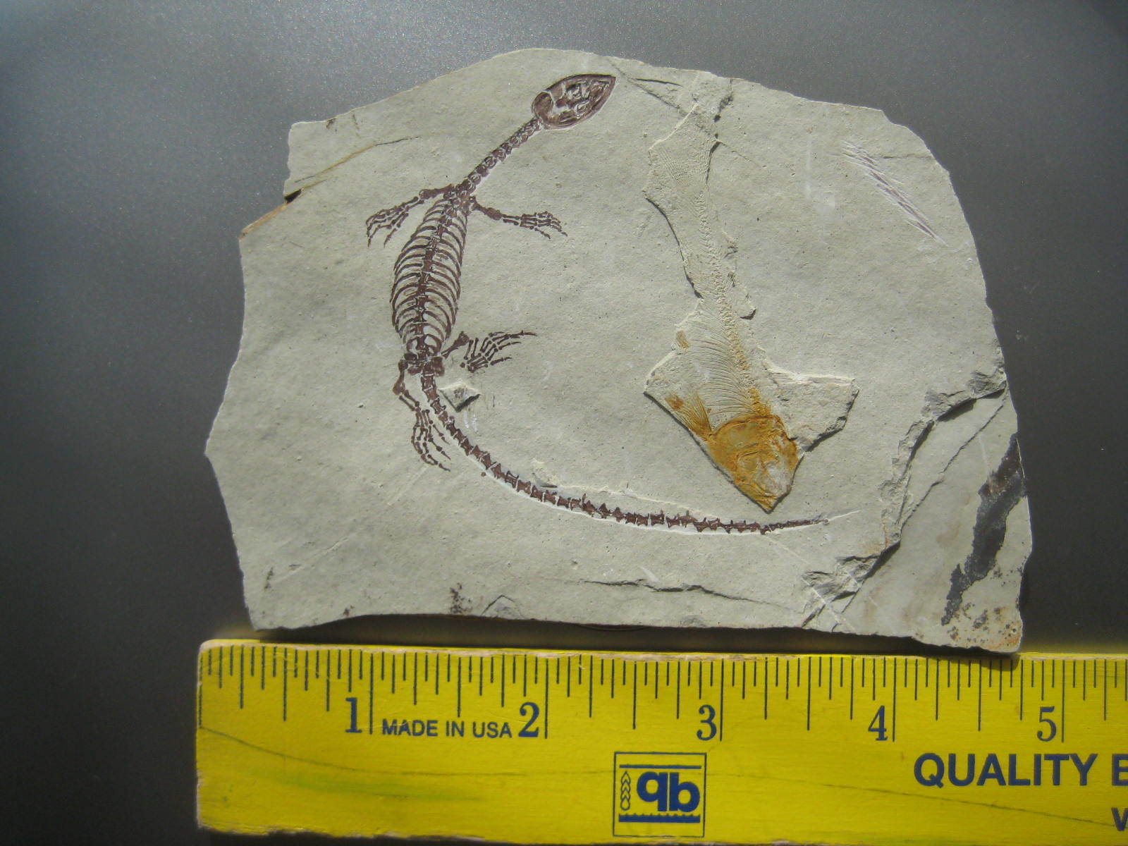 Fake + Real - Is It Real? How to Recognize Fossil Fabrications - The ...