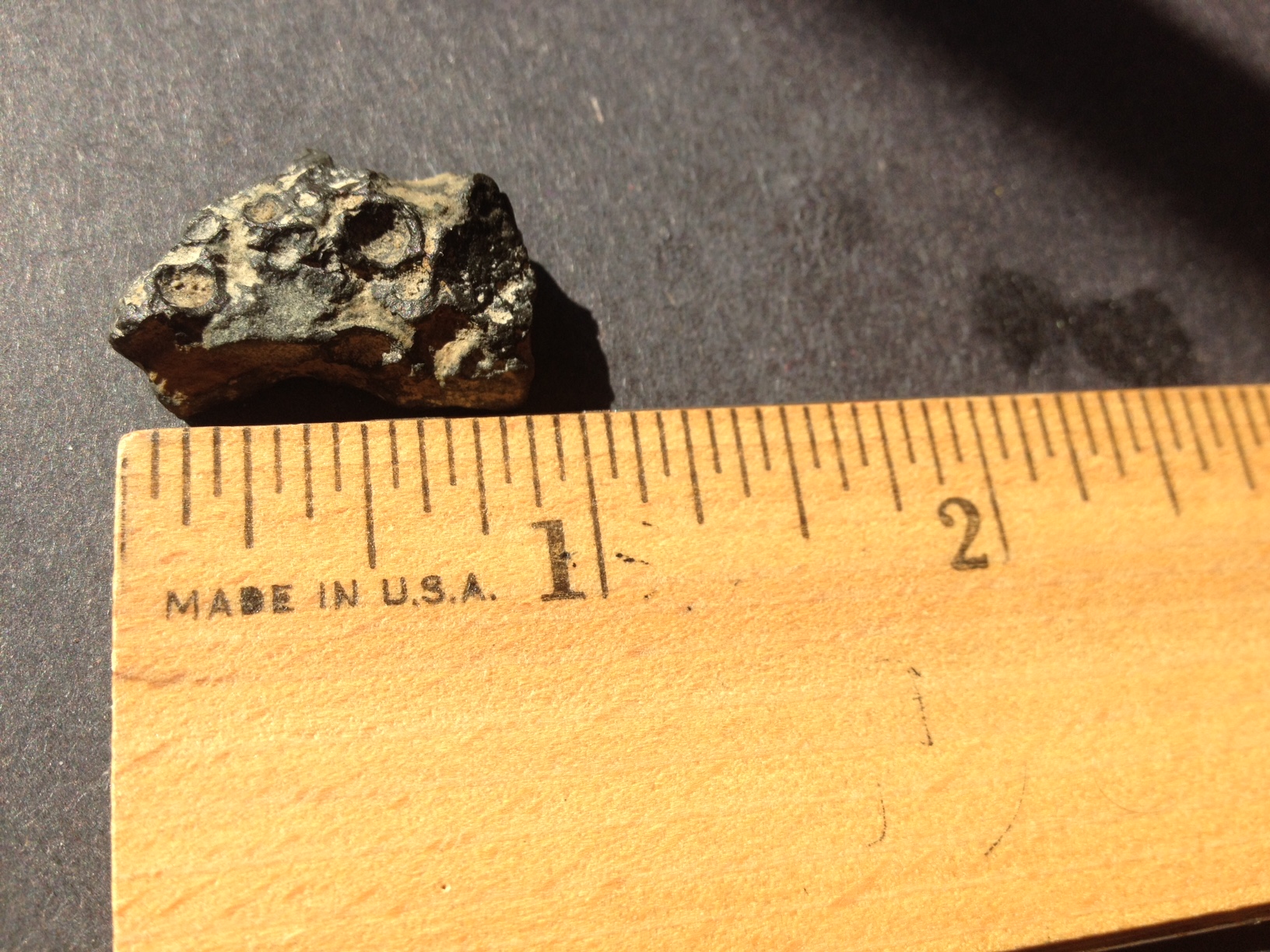 Strange Neogene "Fossil" - Fossil ID - The Fossil Forum