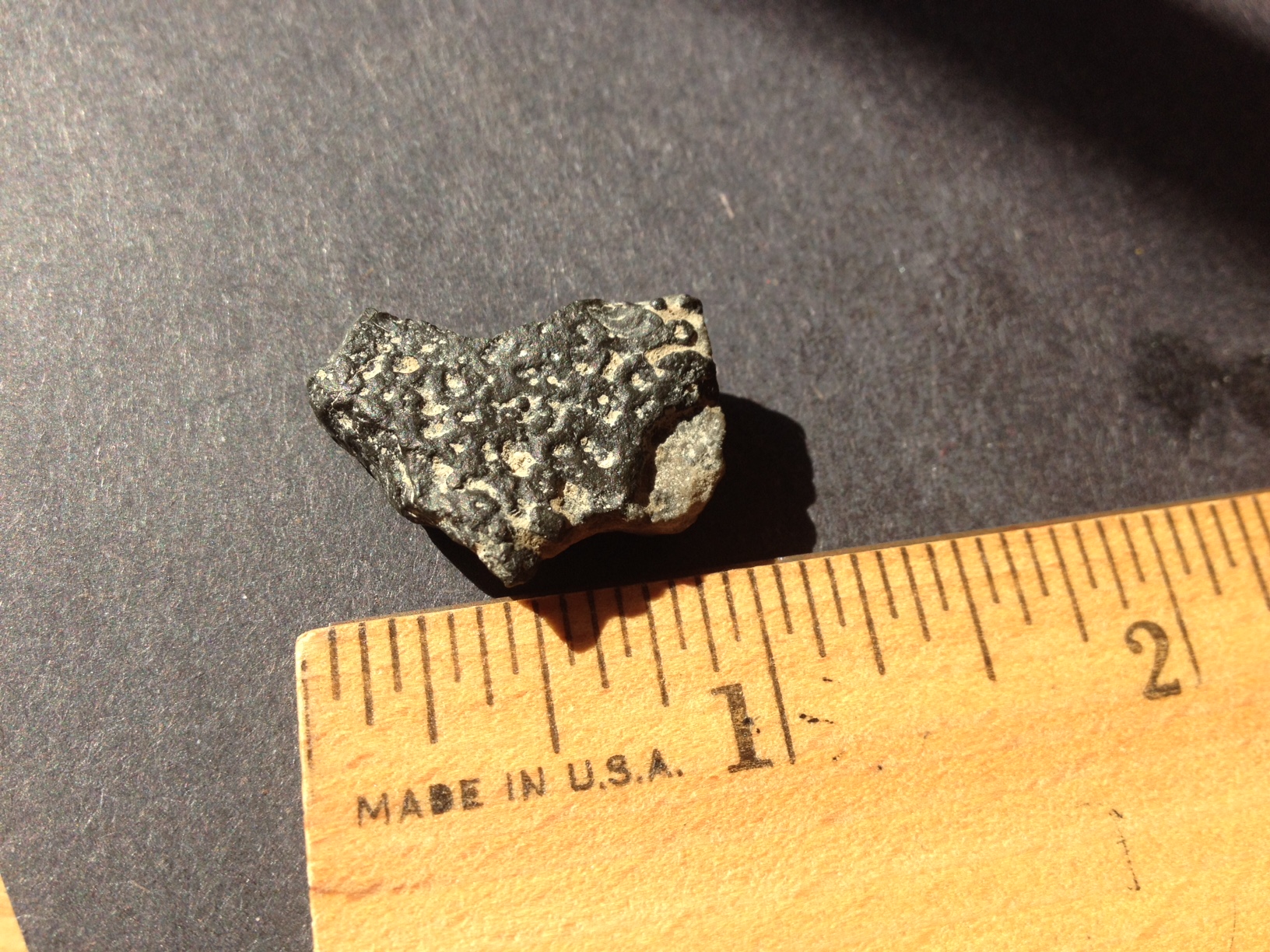 Strange Neogene "Fossil" - Fossil ID - The Fossil Forum