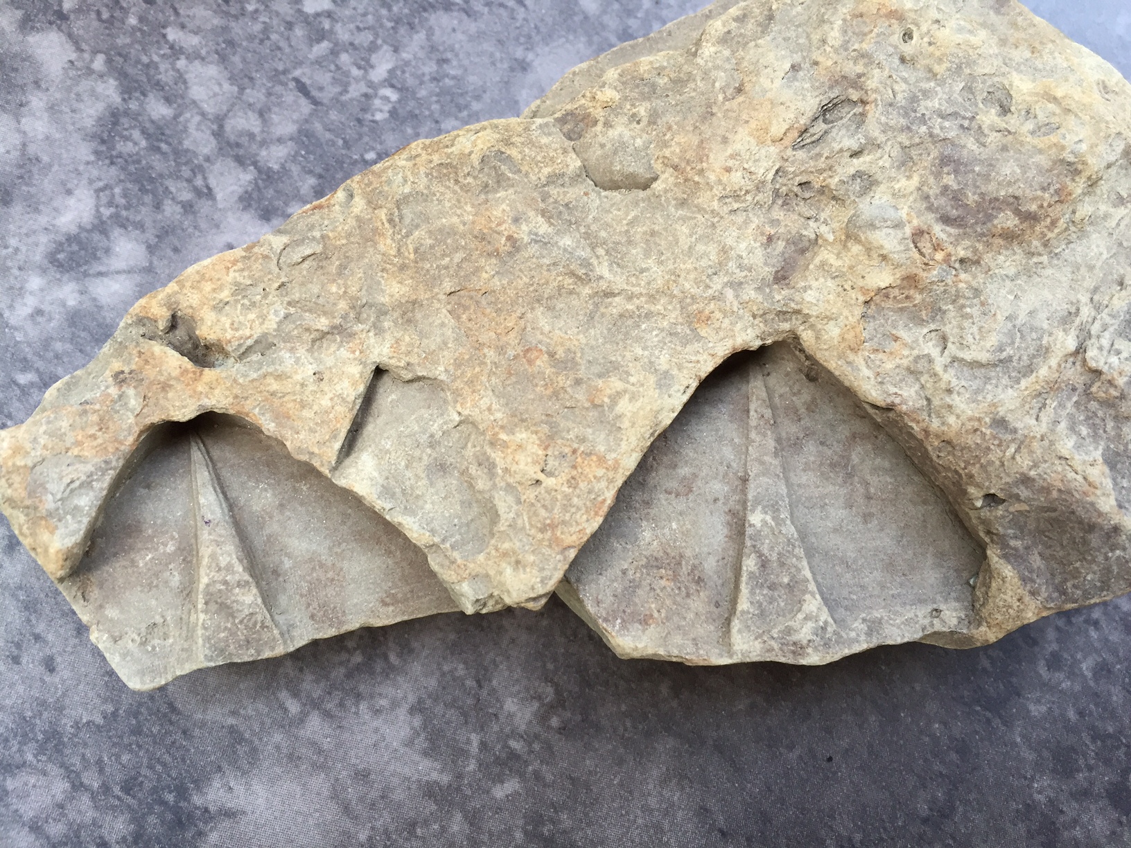 Sedimentary rock fossil from NW Pennsylvania - Fossil ID - The Fossil Forum