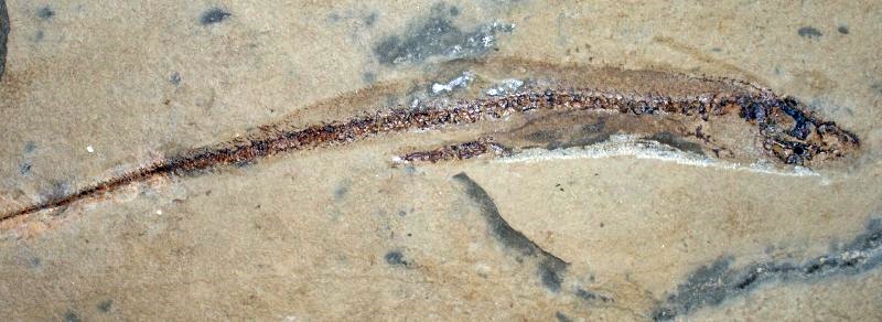 Harpagofututor Shark Fossil: Anatomy Help - Fossil ID - The Fossil Forum