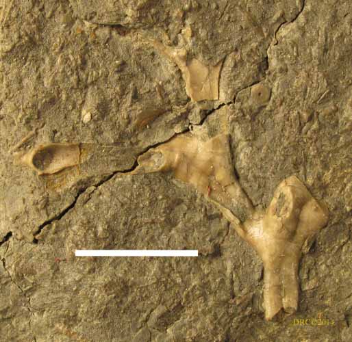 Mississippian U.F.O. (yet another) - Fossil ID - The Fossil Forum
