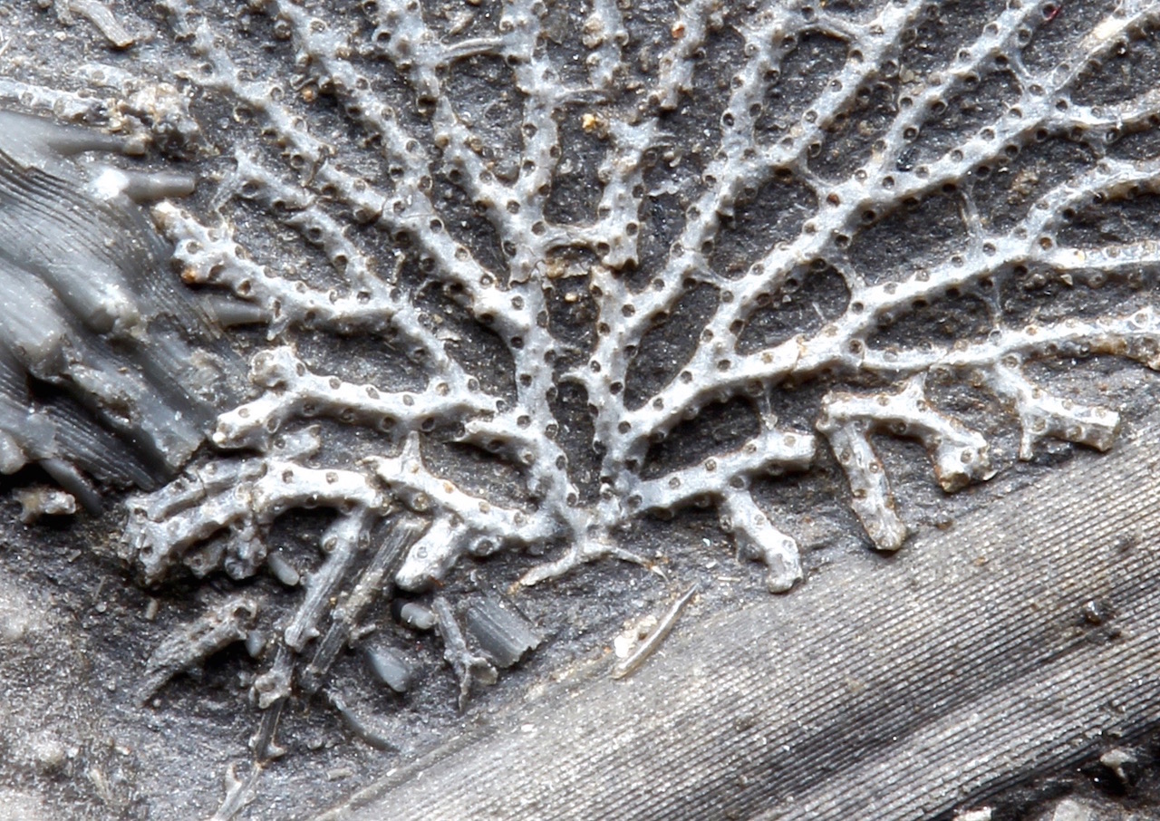 Beautiful bryozoan on Archaeocidaris hash plate - Member Collections ...