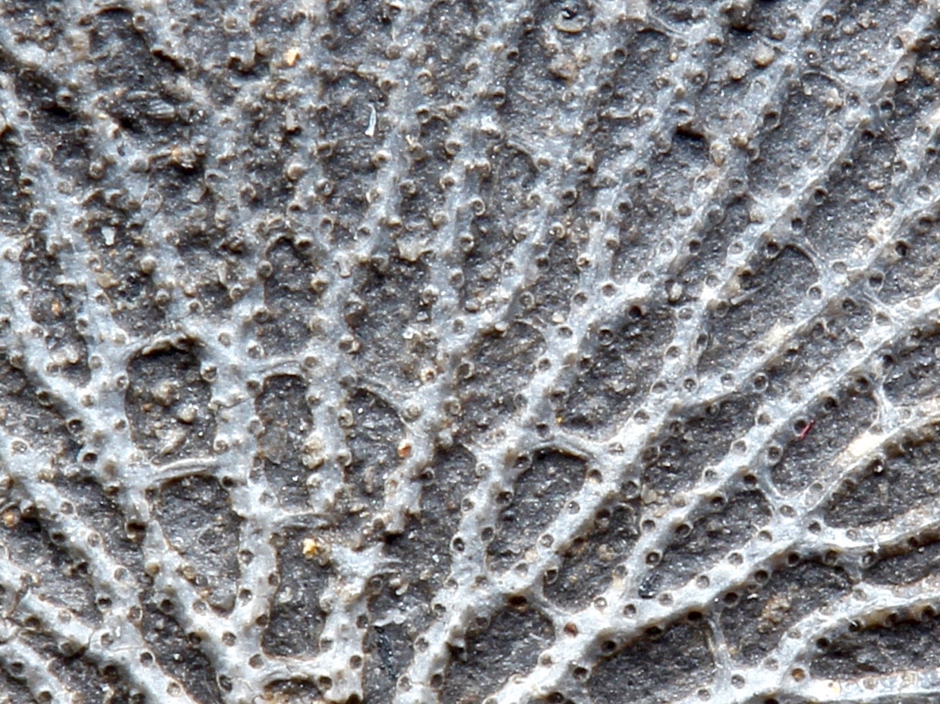 Beautiful bryozoan on Archaeocidaris hash plate - Member Collections ...