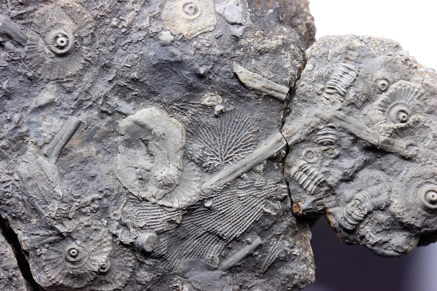 Beautiful bryozoan on Archaeocidaris hash plate - Member Collections ...